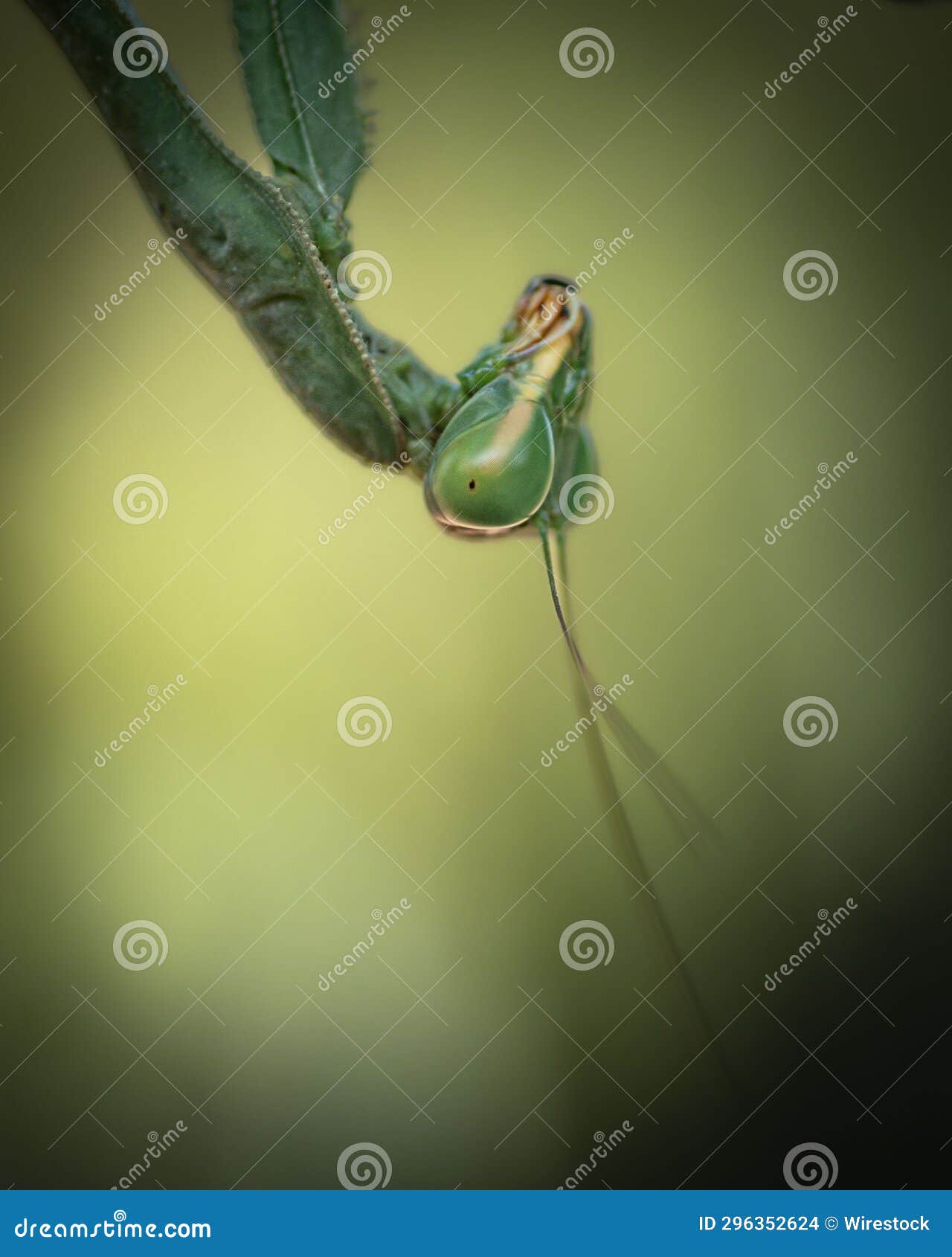 A Bug with a Big Green Face on a Stick with Small Green Spots Stock ...