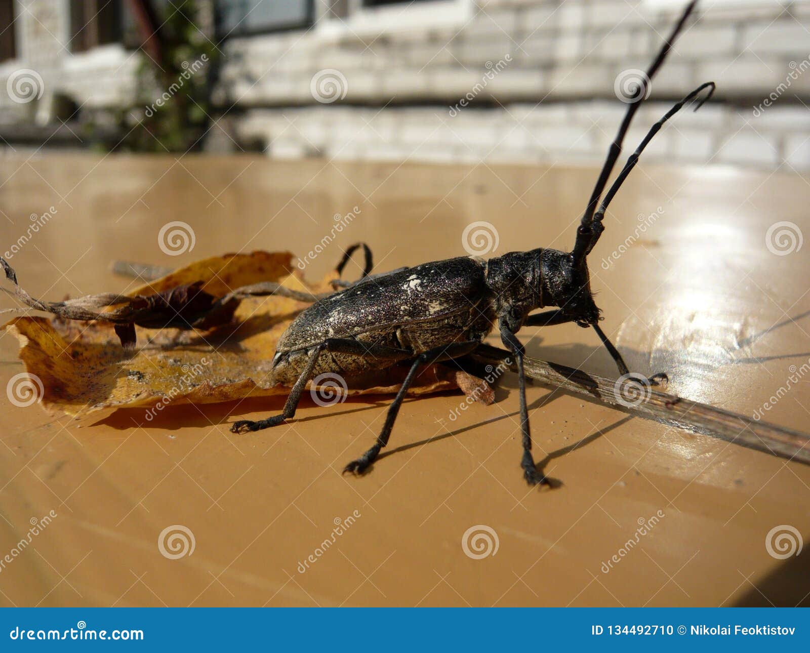Bug with a big mustache stock photo. Image of table - 134492710