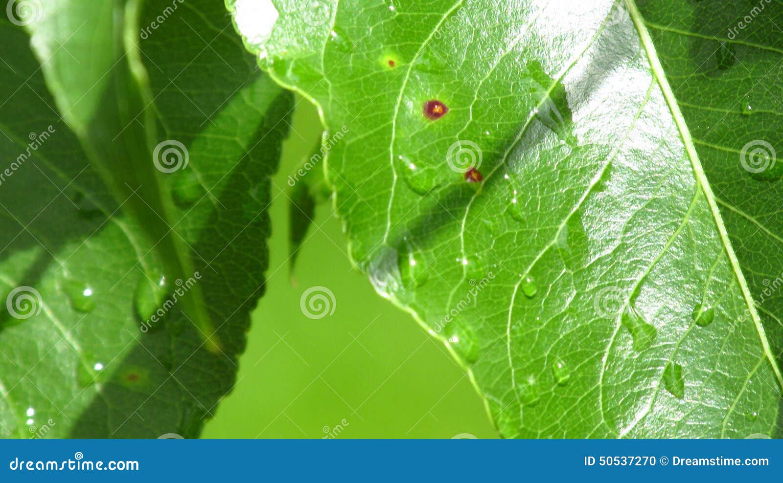 Bug bites and disease stock photo. Image of affect, disease - 50537270