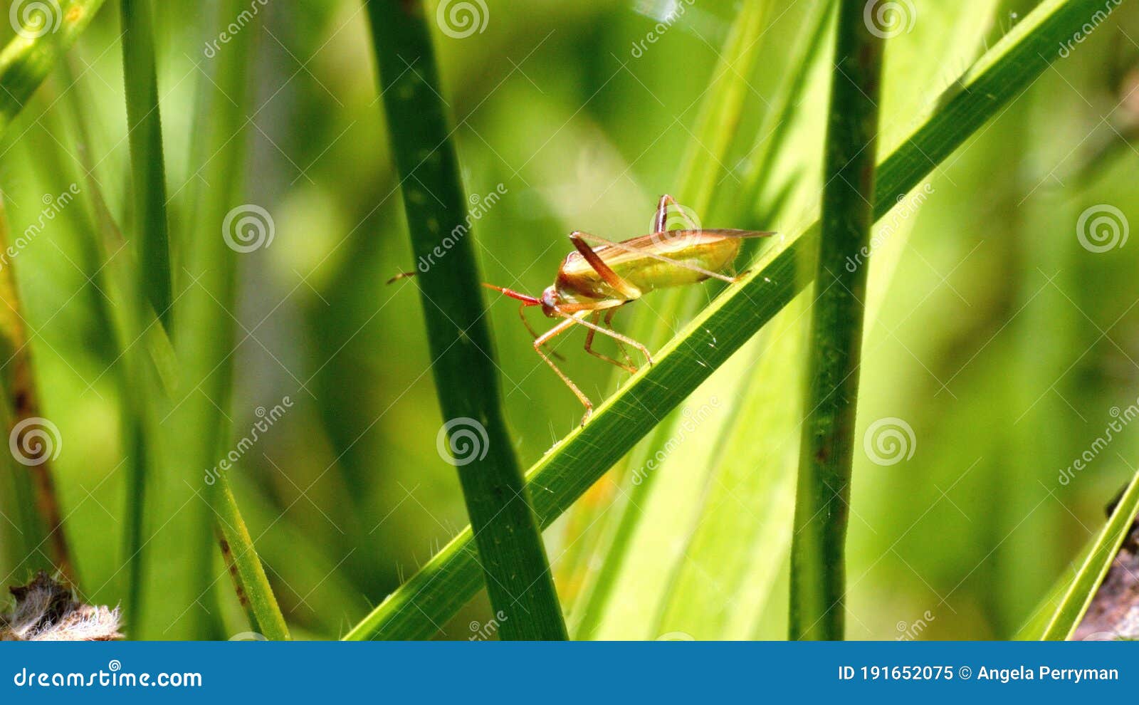 Bug on a blade of grass stock image. Image of green - 191652075