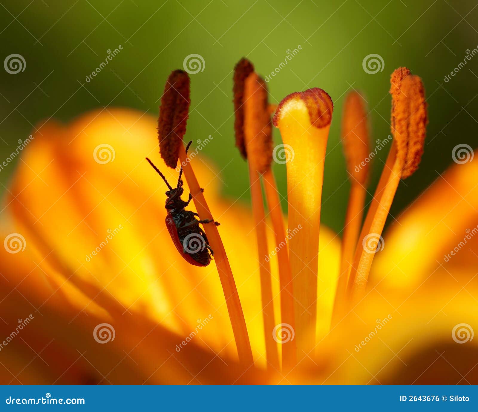 Bug on the bloom stock photo. Image of insect, carpel - 2643676