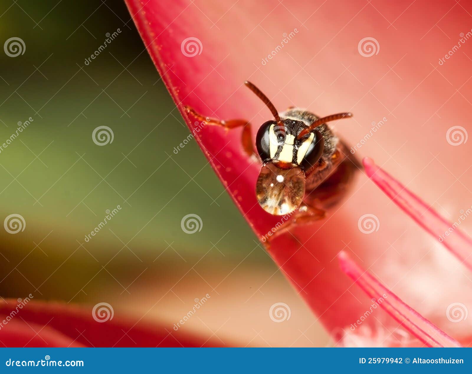 Bug blowing water bubble stock photo. Image of wildlife - 25979942