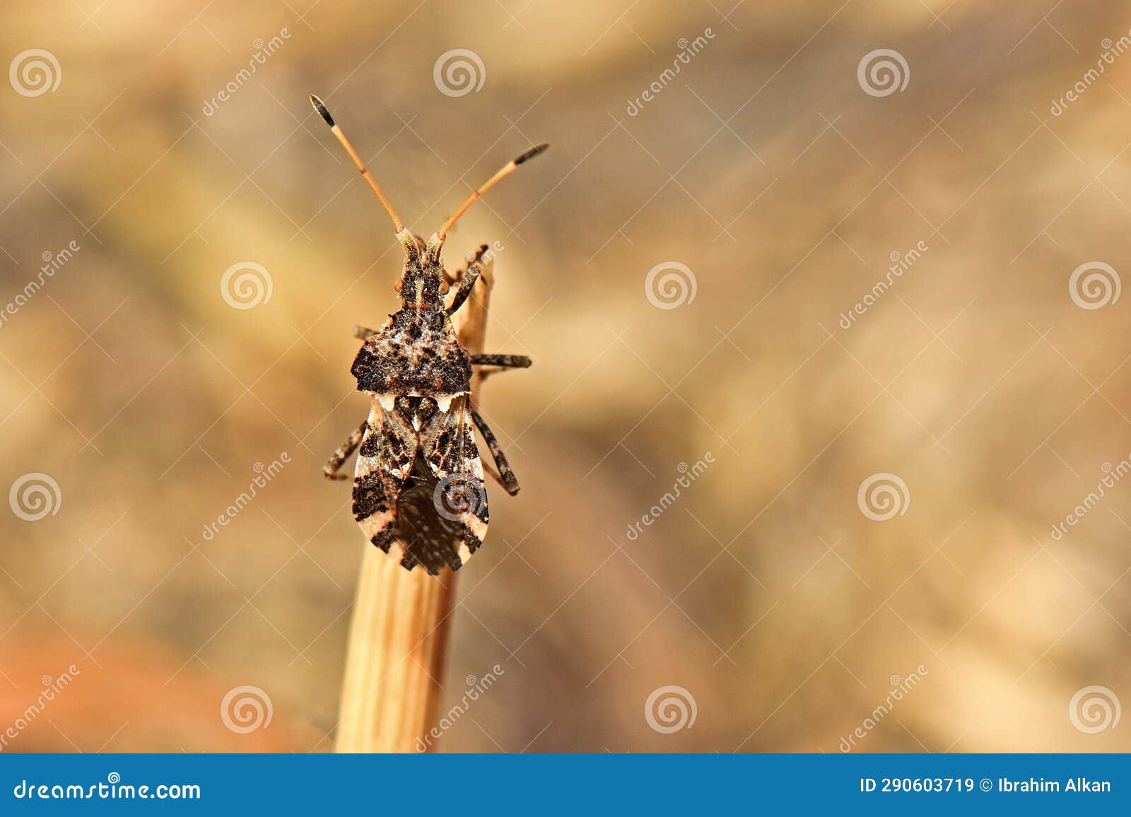 A bug on a branch stock image. Image of flower, insect - 290603719