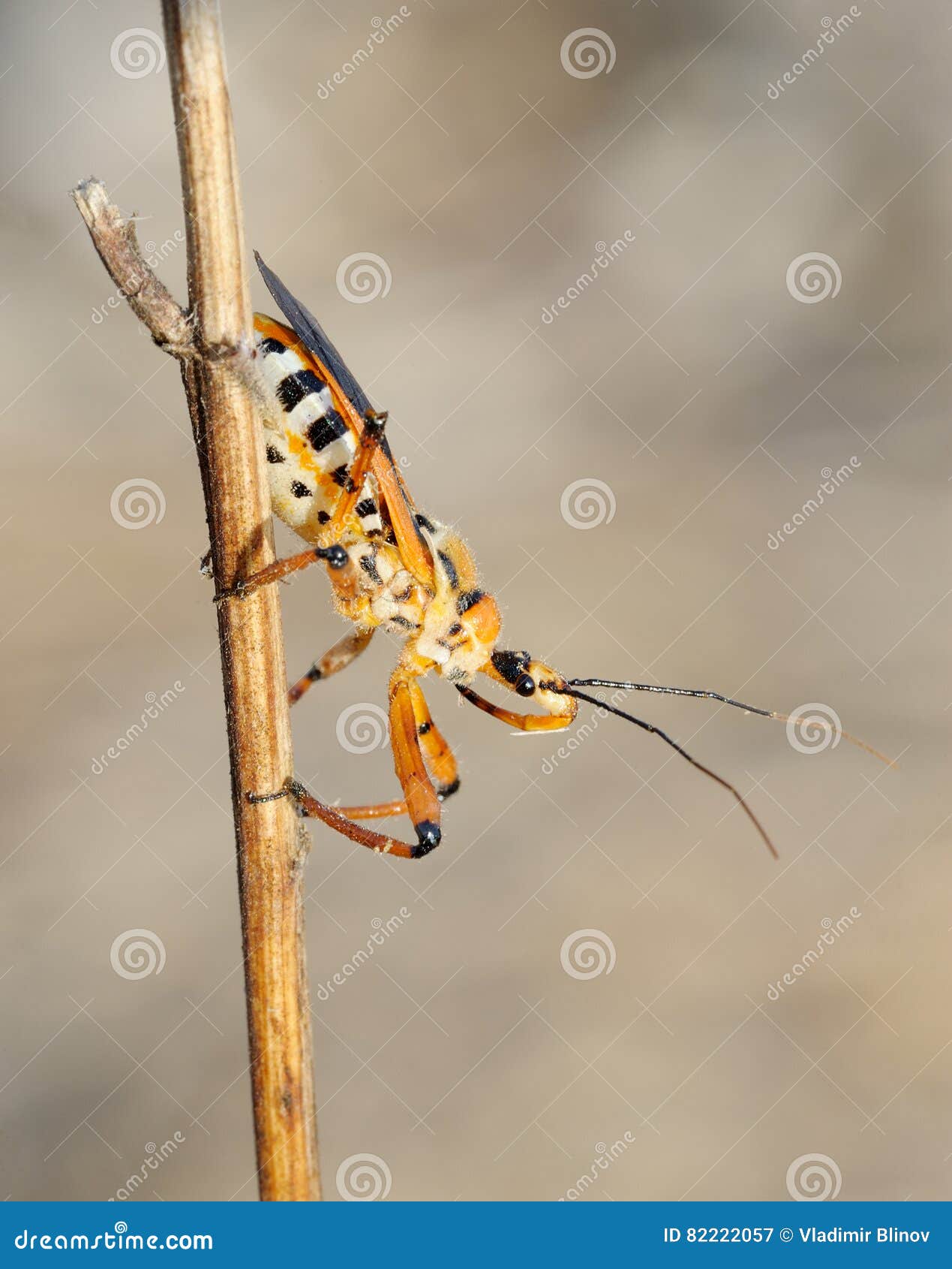 Bug on a branch stock image. Image of branch, capsidae - 82222057