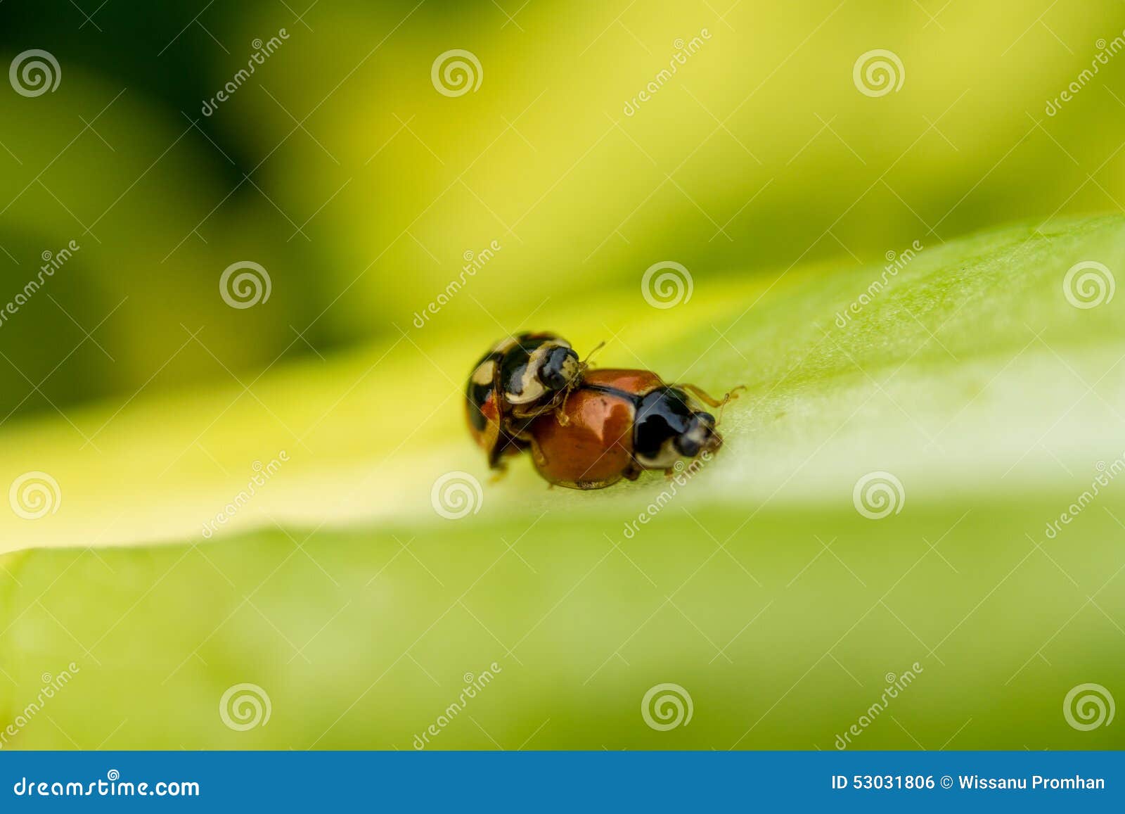 The Bug Breeding Season stock photo. Image of green, insect - 53031806