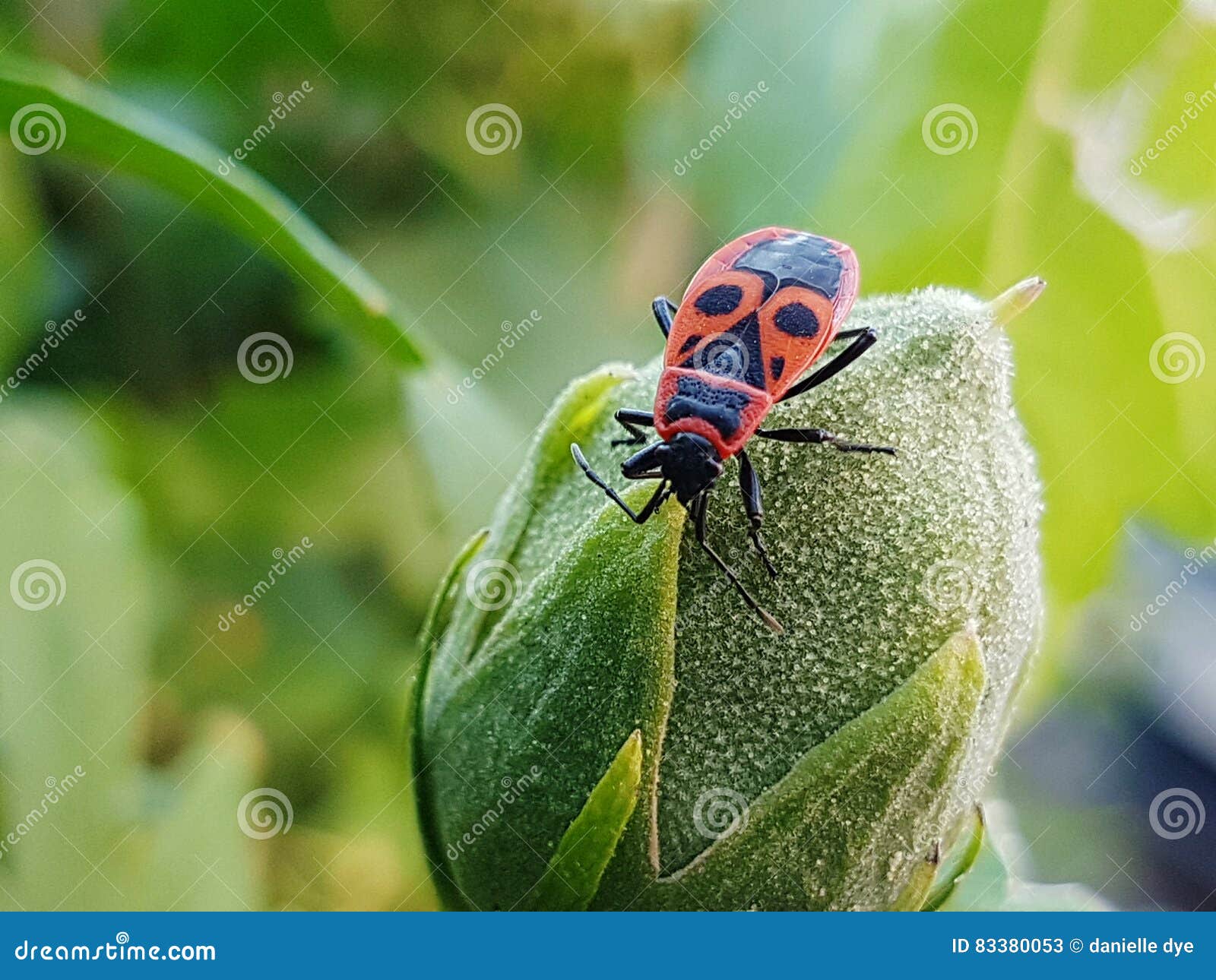 Bug on a bud stock image. Image of closeup, black, insect - 83380053