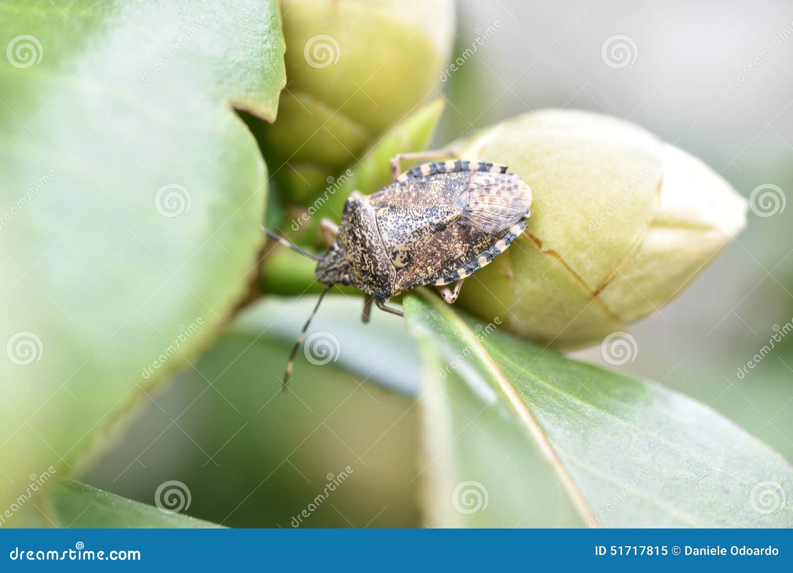 Bug on bud stock image. Image of brown, white, animal - 51717815