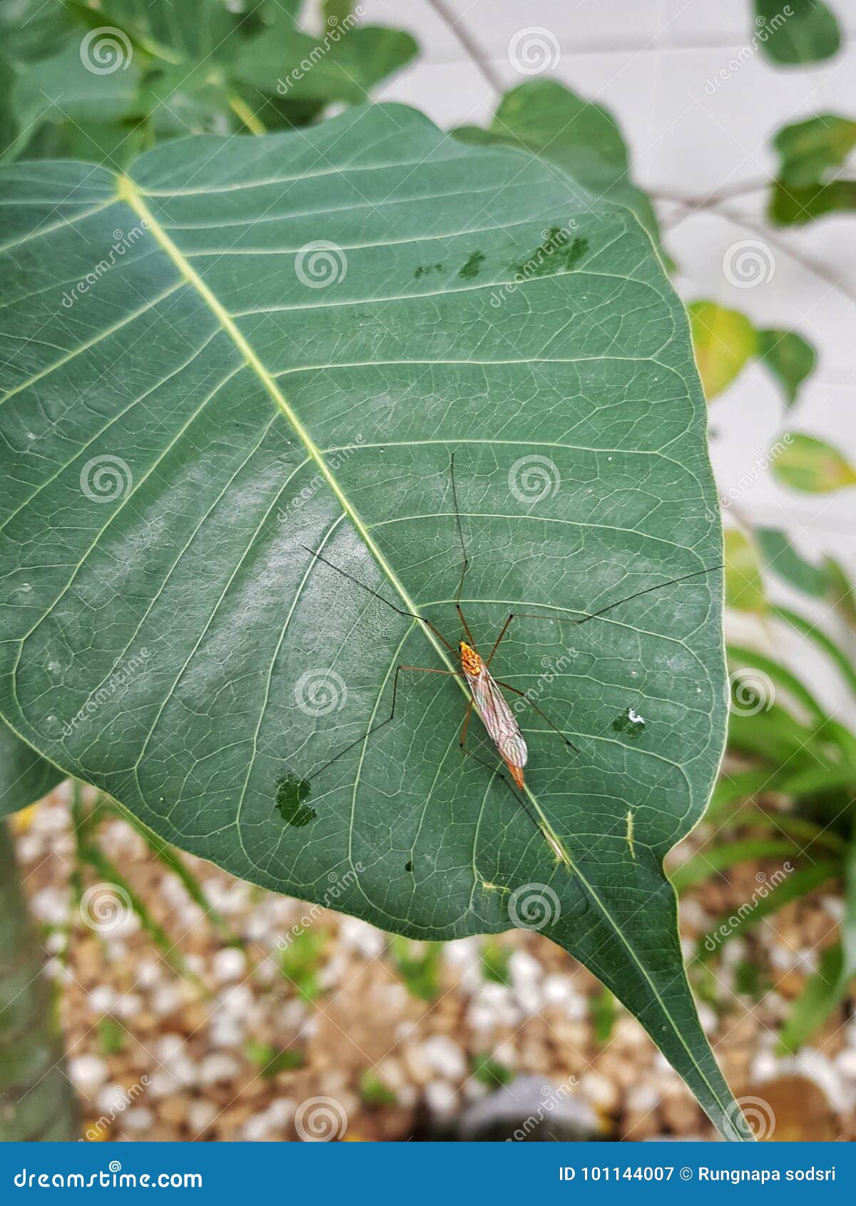 Bug stock image. Image of tree, leaf, green - 101144007