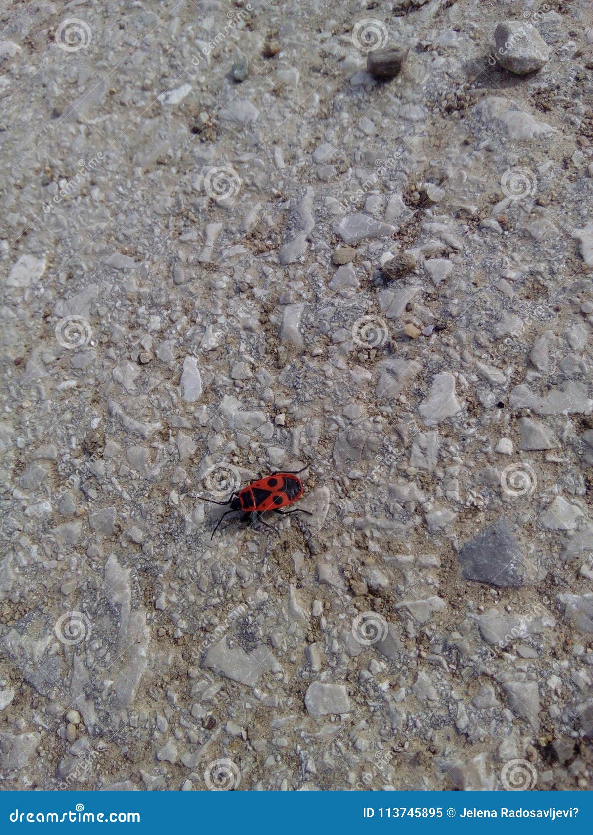 Bug stock image. Image of road, nature, insect - 113745895