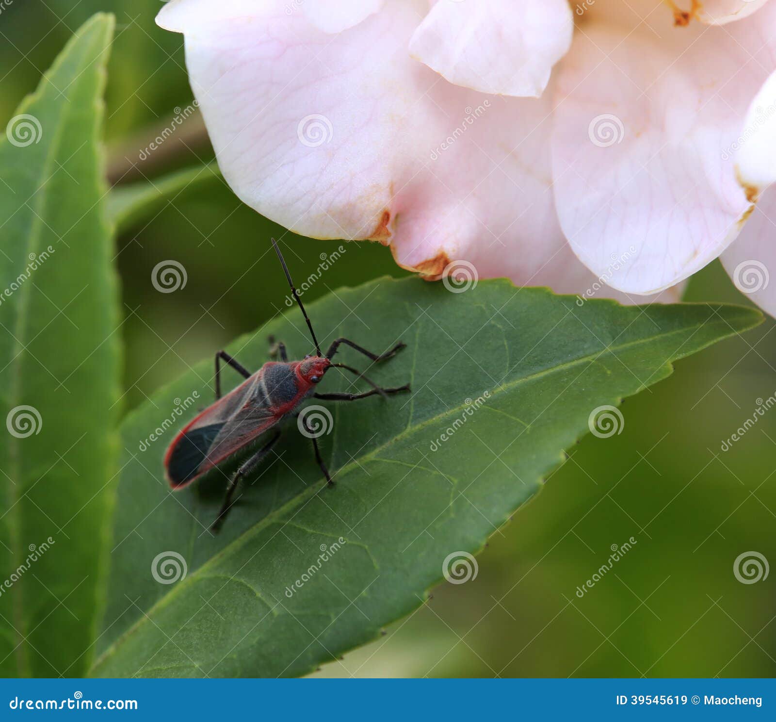 Bug Caenocoris Nerii on a Leaf Stock Image - Image of crawling ...