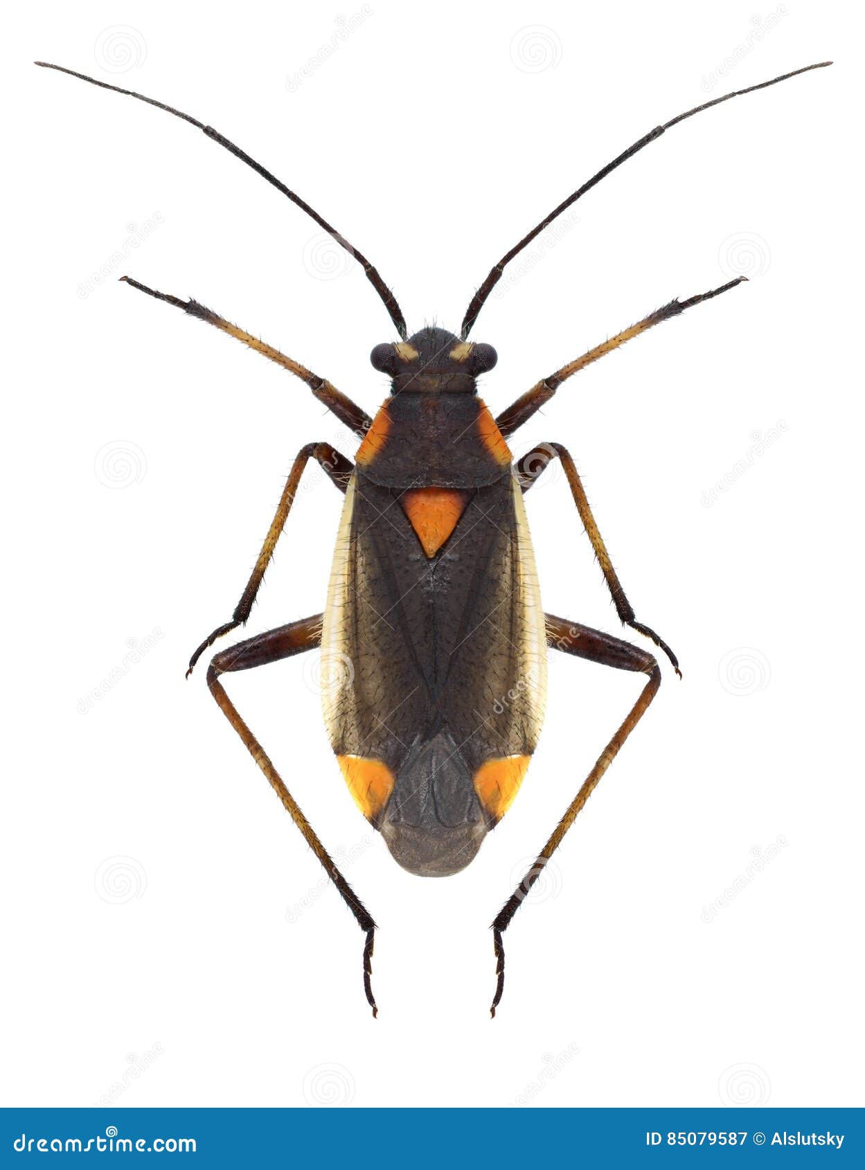 Bug Capsodes gothicus stock image. Image of insect, wild - 85079587