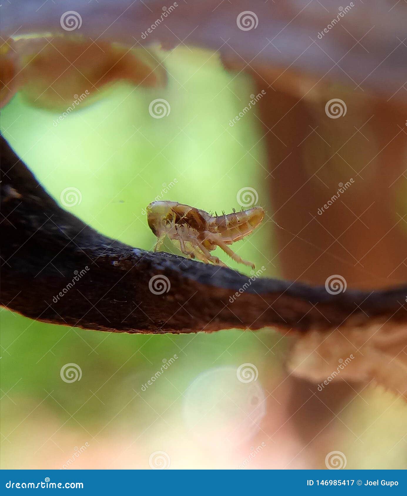 A carcass of a bug stock image. Image of macro, carcass - 146985417