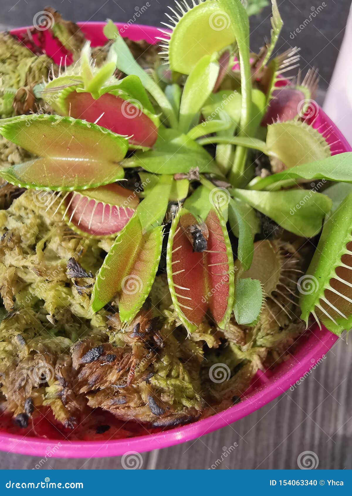 Bug Catching Venus Fly Trap Plant Stock Photo - Image of insect ...