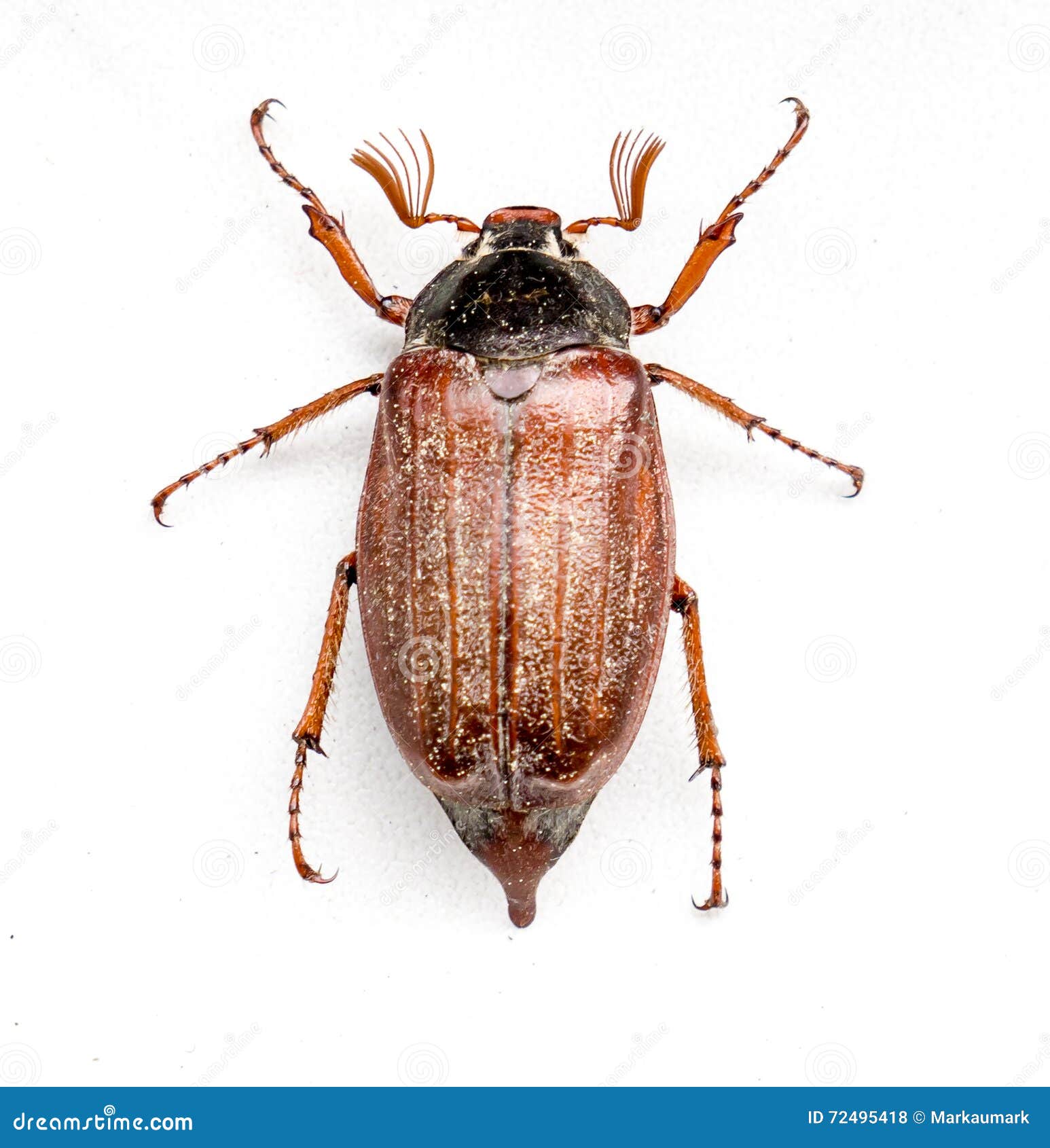 The bug chafer. stock photo. Image of wildlife, flying - 72495418