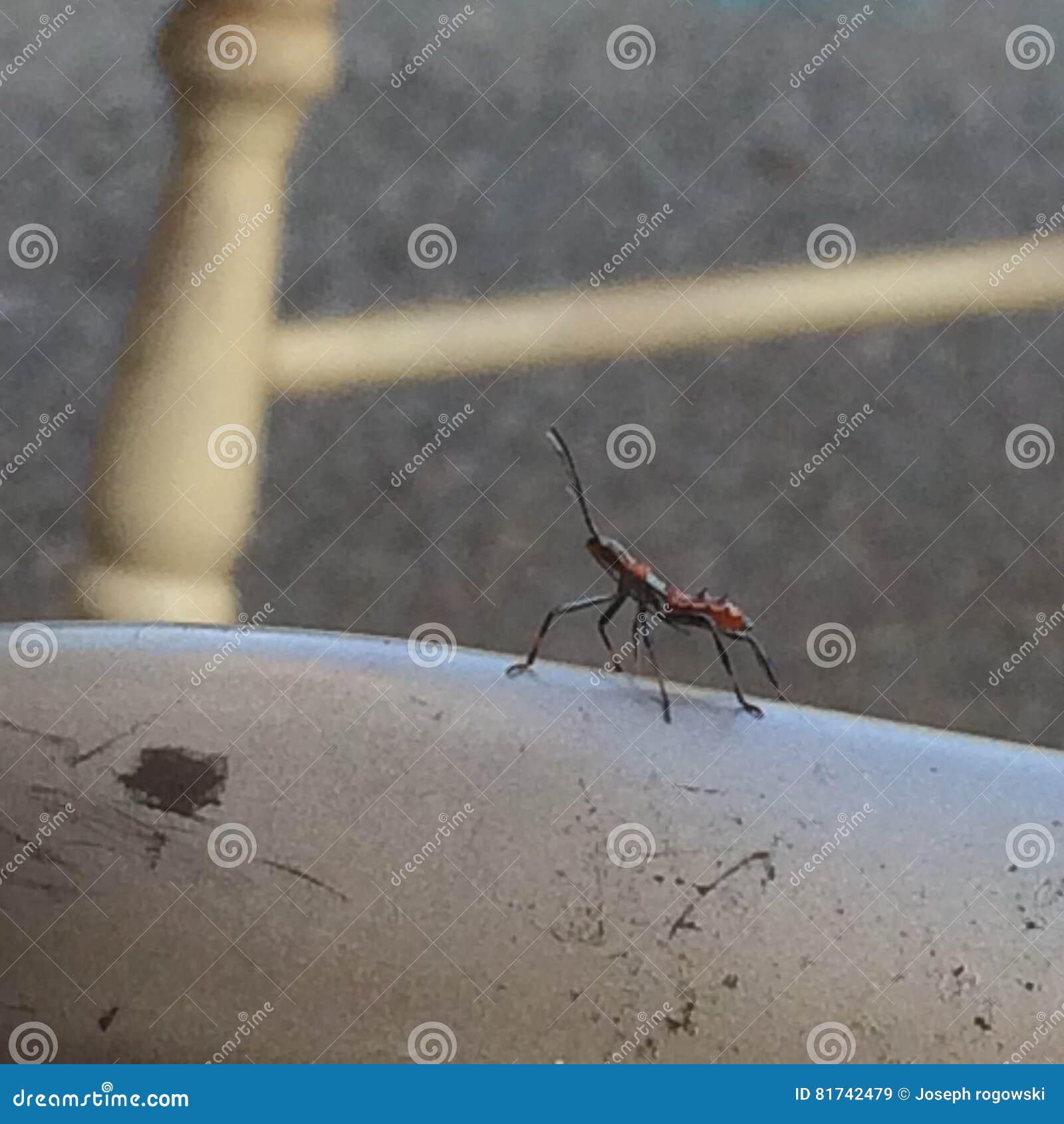 Bug stock image. Image of chair, upclose, insect, cool - 81742479
