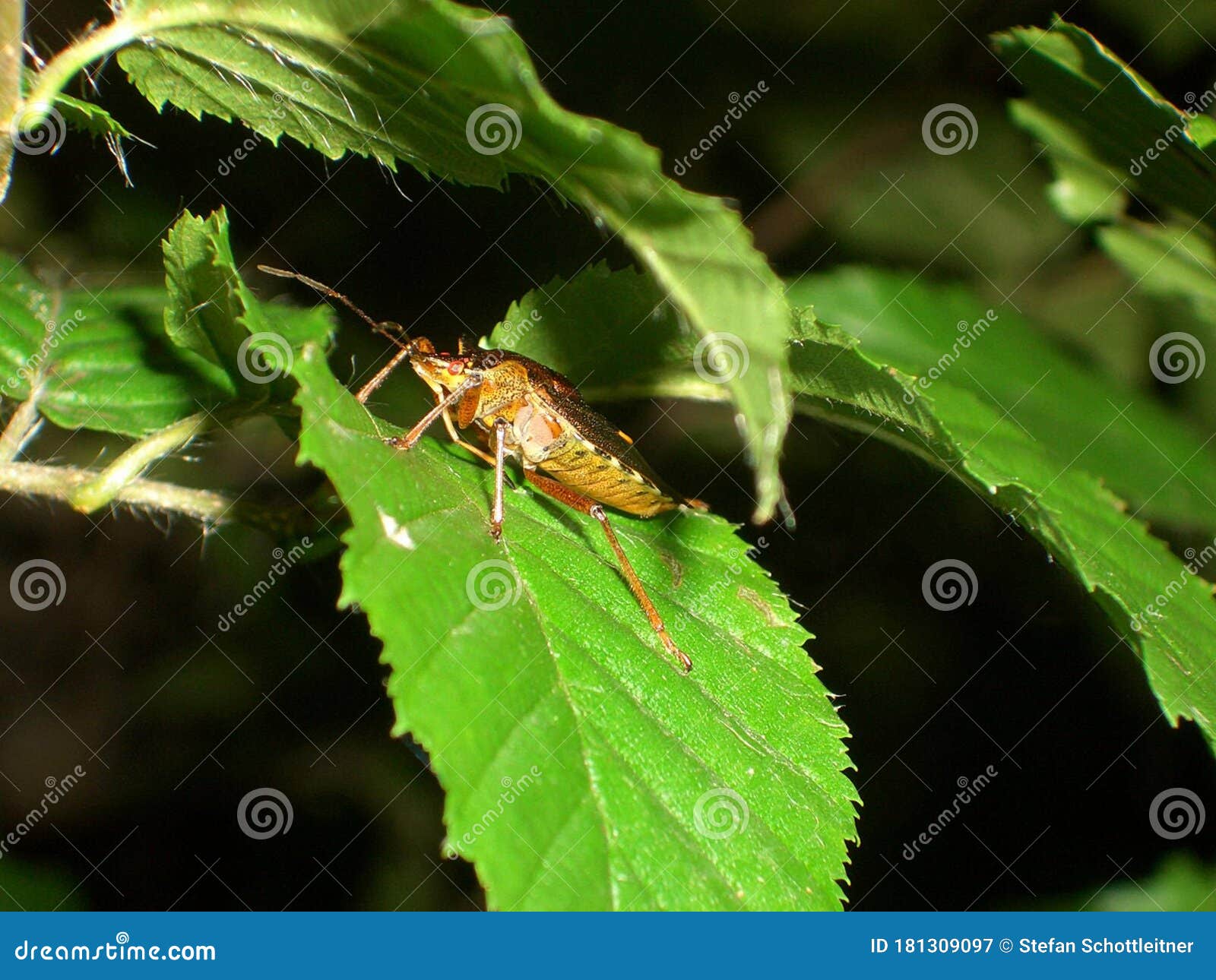 A Bug is Climbing on a Leaf Stock Image - Image of leaf, garden: 181309097
