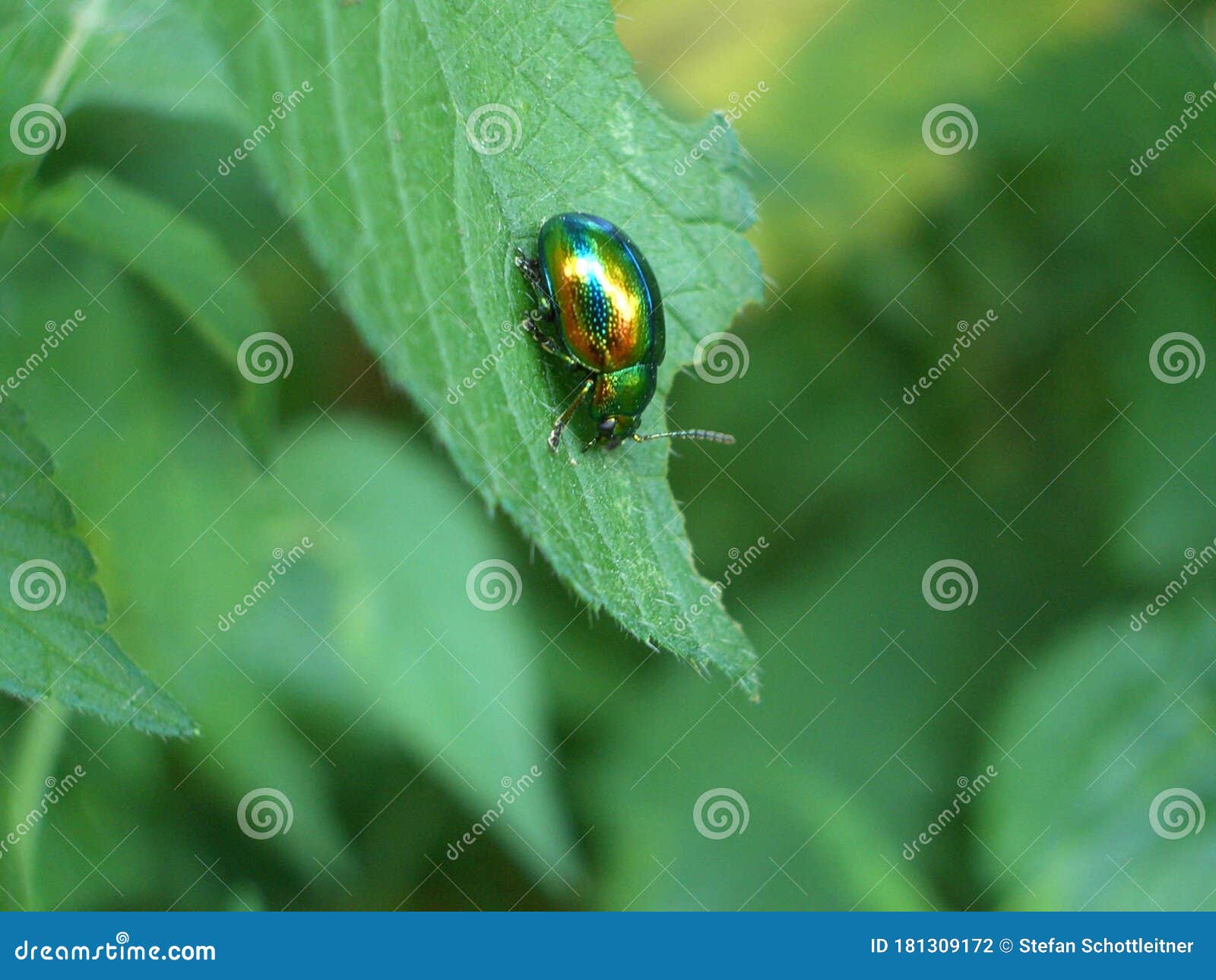A Bug is Climbing on a Leaf Stock Photo - Image of biology, spring ...