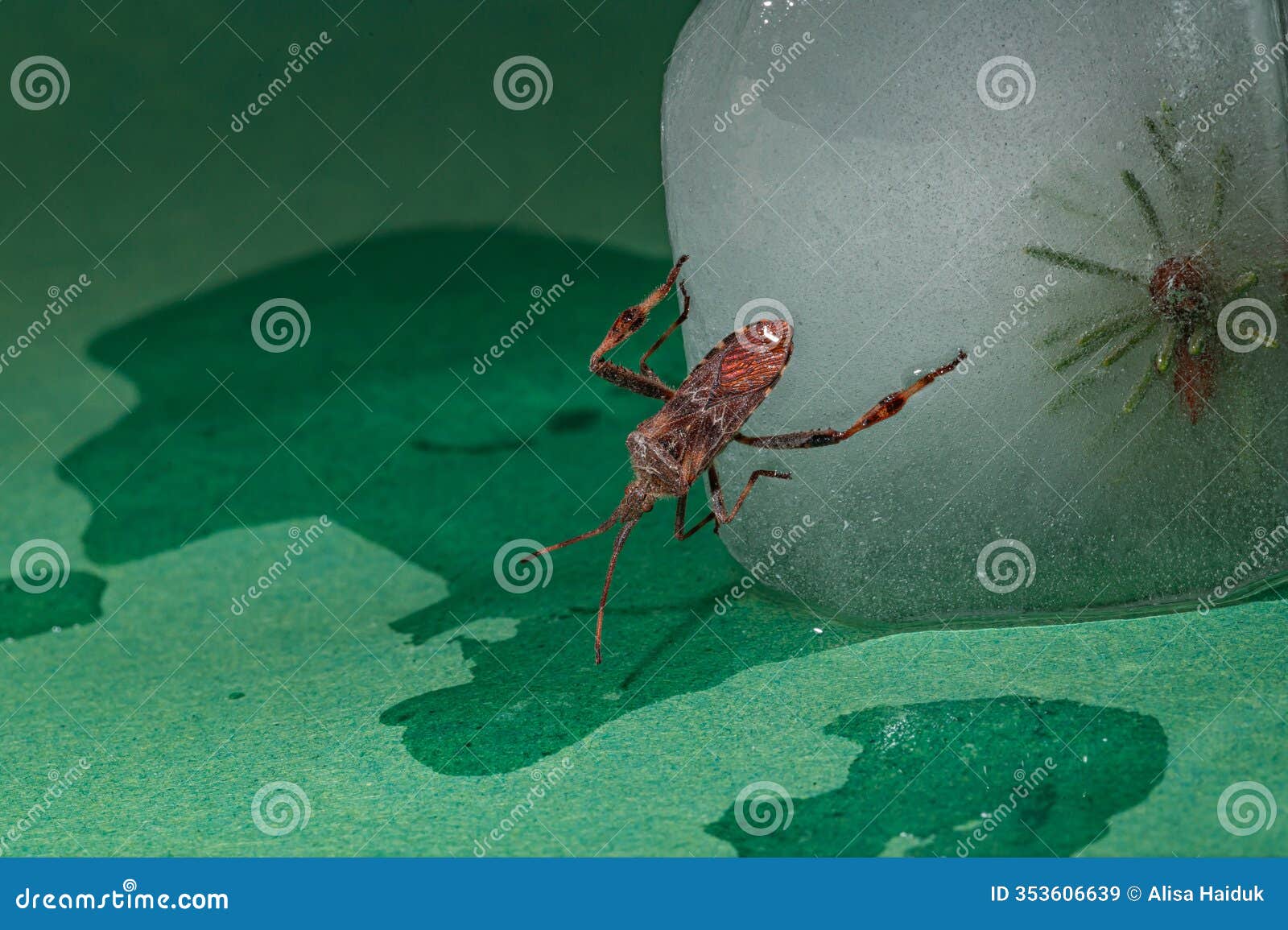 Bug on Melting Ice Cube with Frozen Flower and Green Background in ...