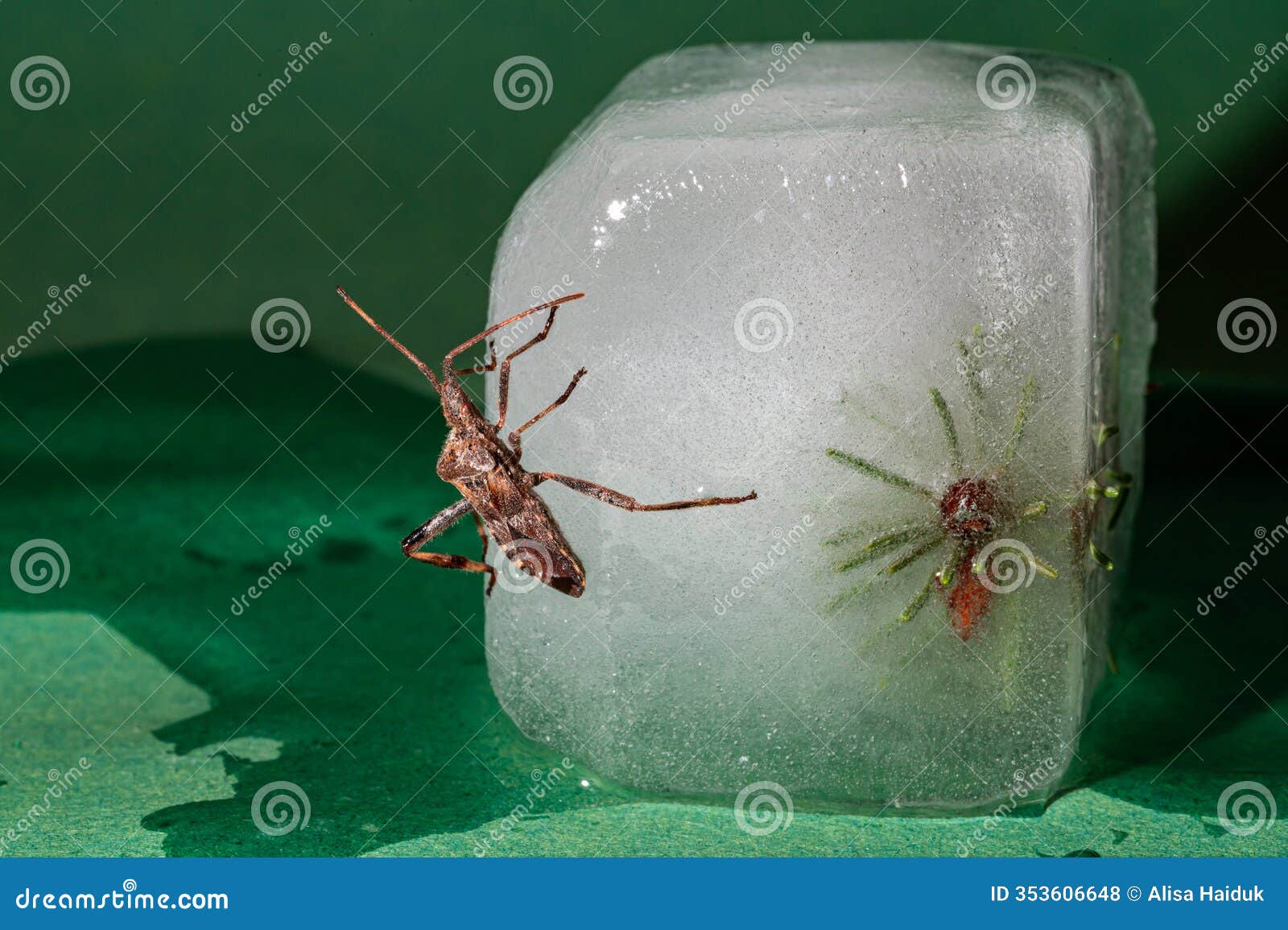 Bug on Melting Ice Cube with Frozen Flower and Green Background in ...