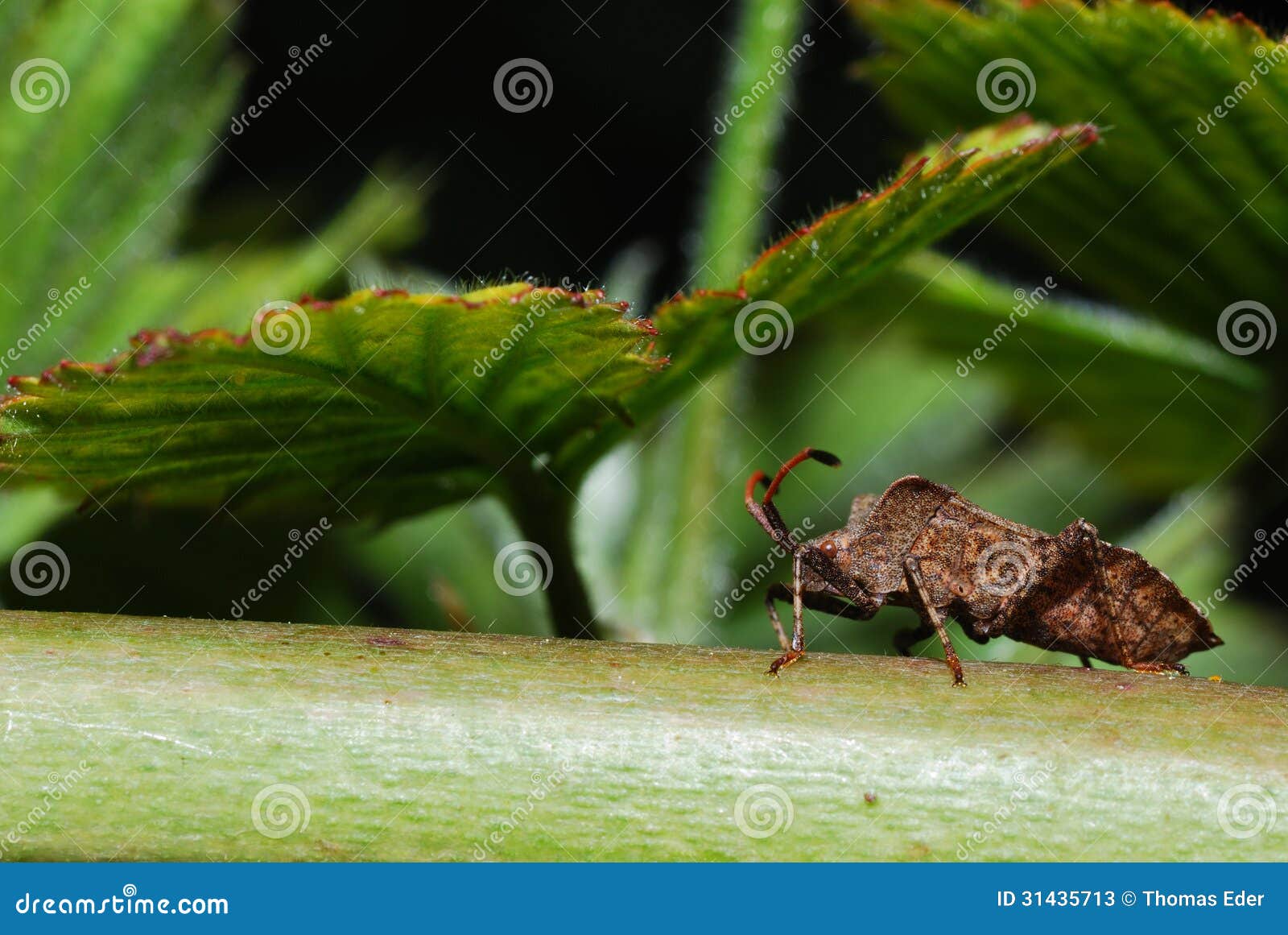 Bug climbing stock image. Image of wood, antrey, color - 31435713