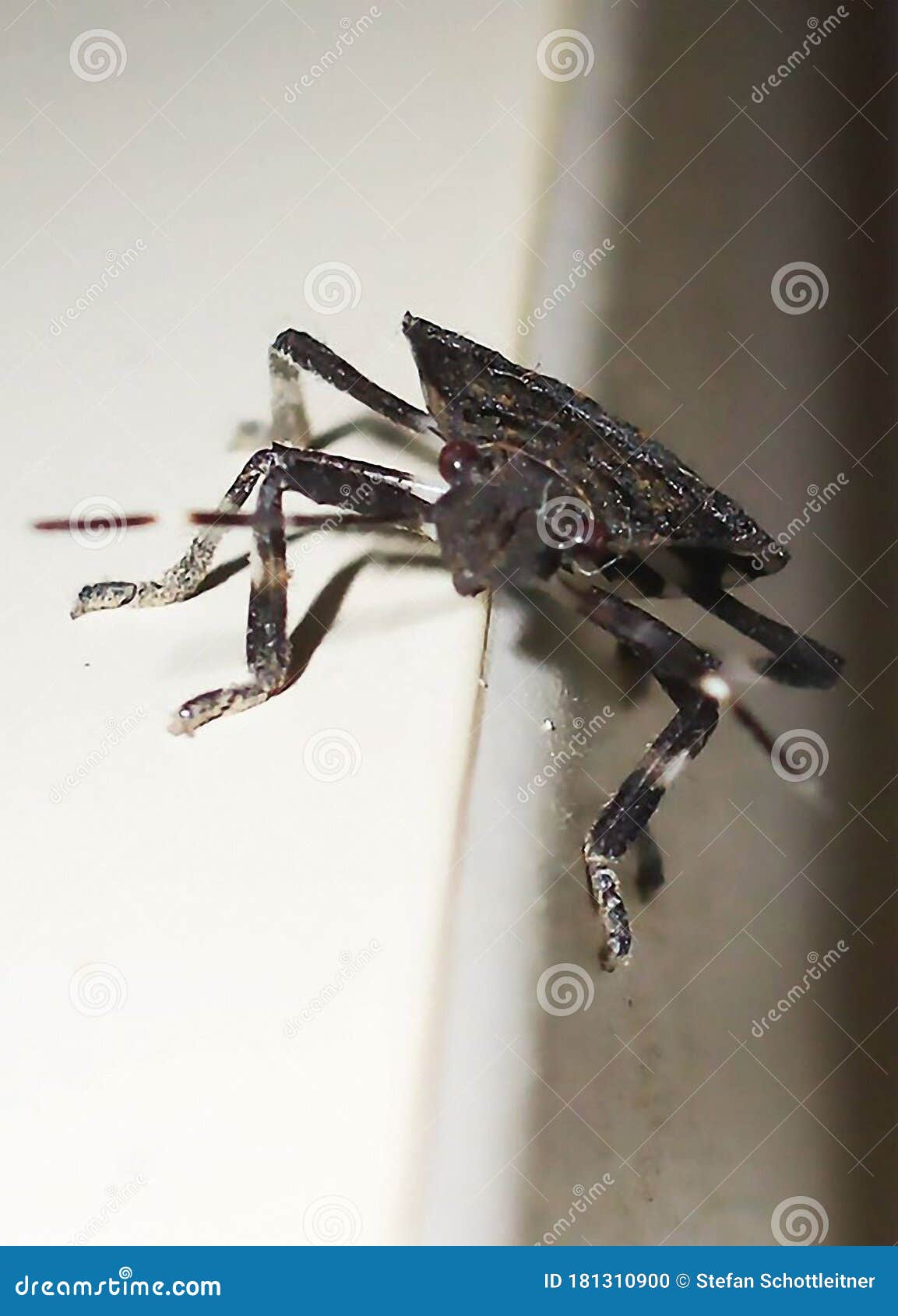 A Bug is Climbing on the Wall Stock Photo - Image of wildlife, spider ...