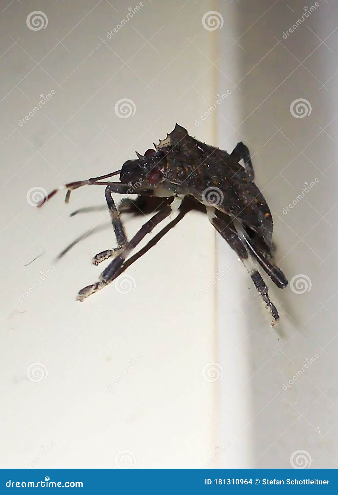 A Bug is Climbing on the Wall Stock Photo - Image of beetle, close ...