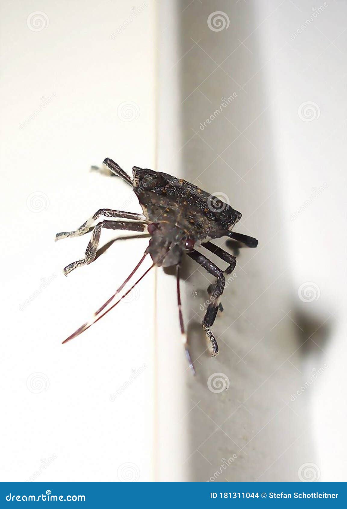 A Bug is Climbing on the Wall Stock Photo - Image of spider, black ...