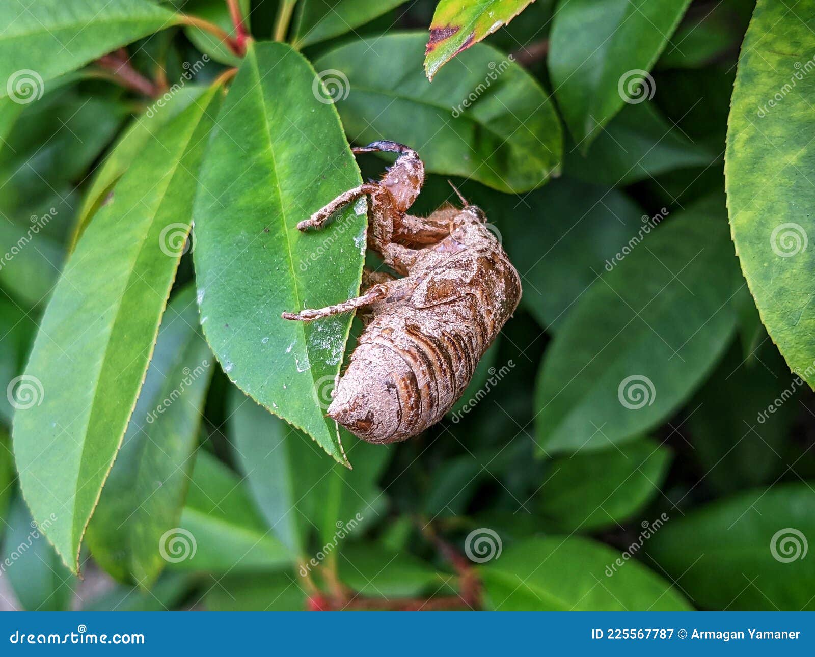 A Bug Clinging on a Leaf in Nature Stock Image - Image of leaf, green ...
