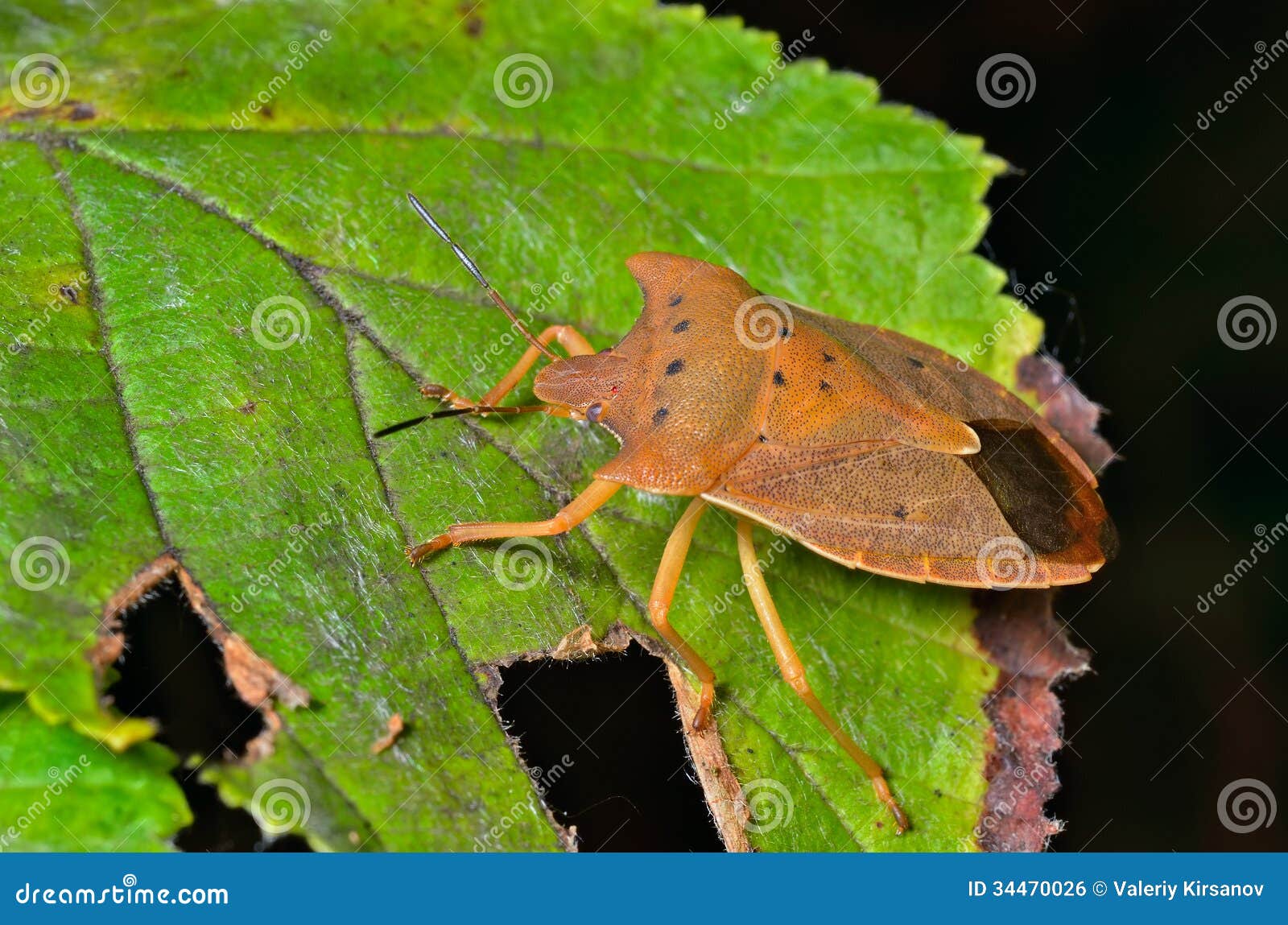 Bug 10 stock photo. Image of macro, close, leaf, entomology - 34470026