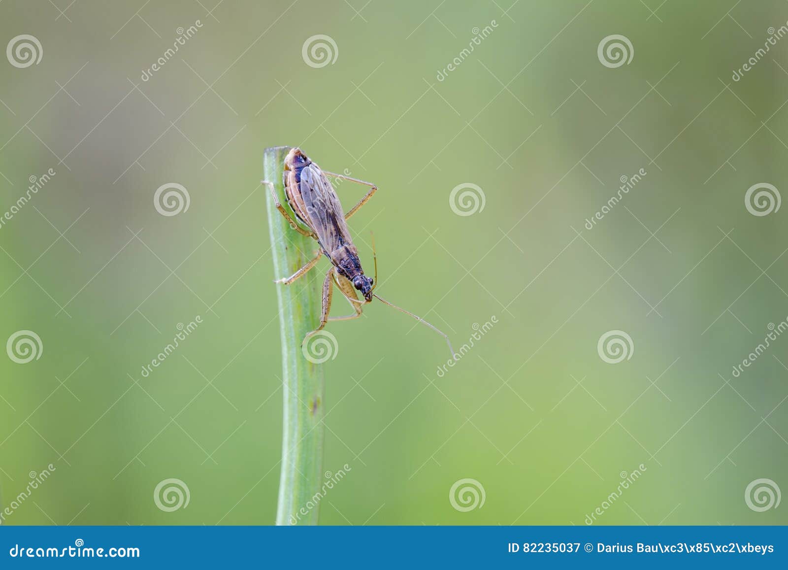 Bug stock image. Image of field, rugosus, garden, nabis - 82235037