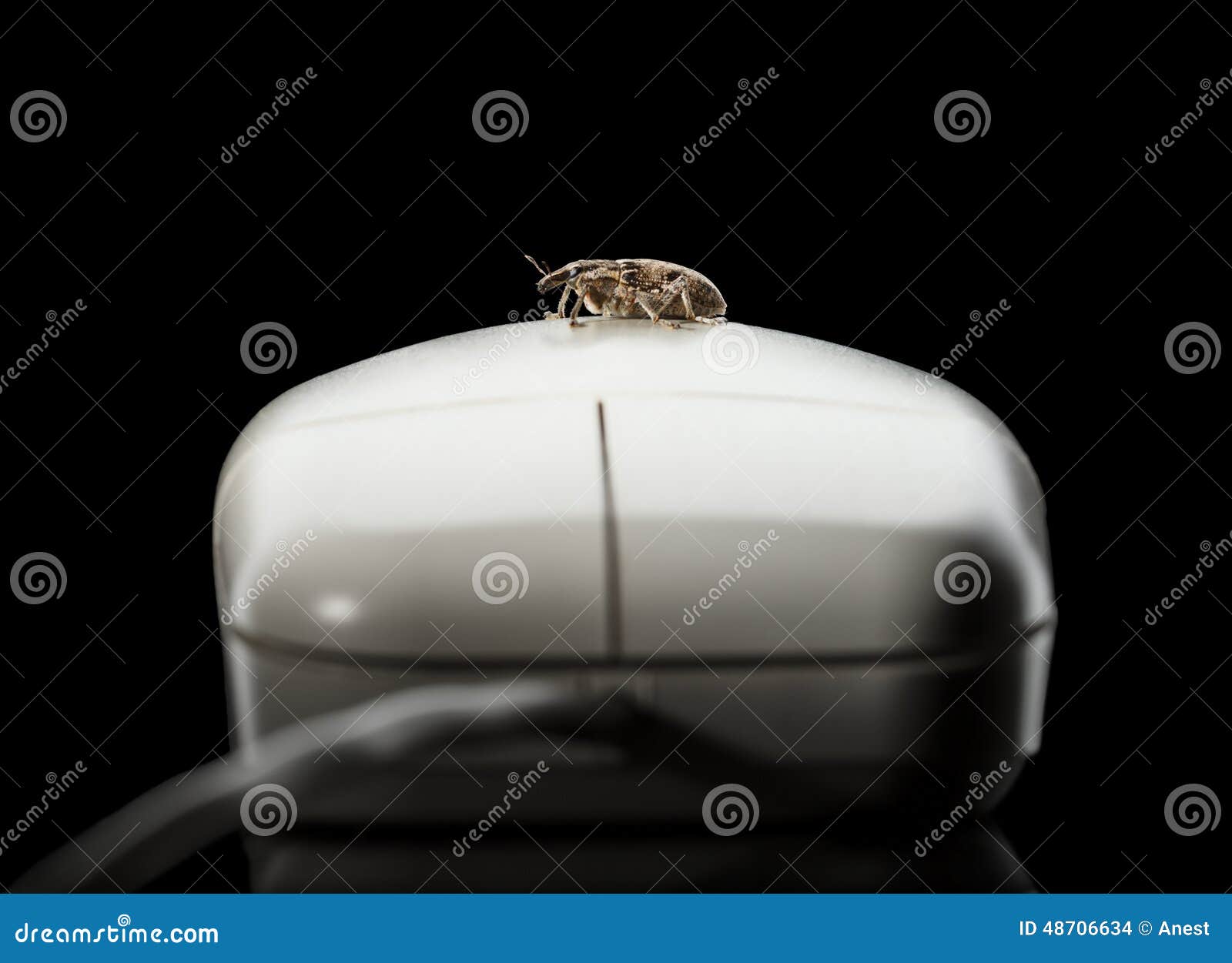Bug and computer mouse stock photo. Image of mouse, corrupt - 48706634