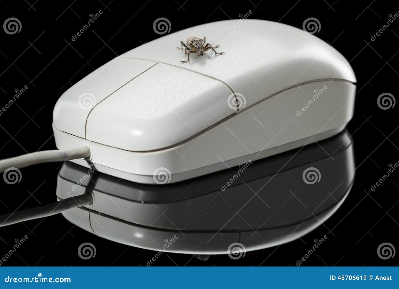 Bug and Computer Mouse on Reflective Plate Stock Image - Image of ...