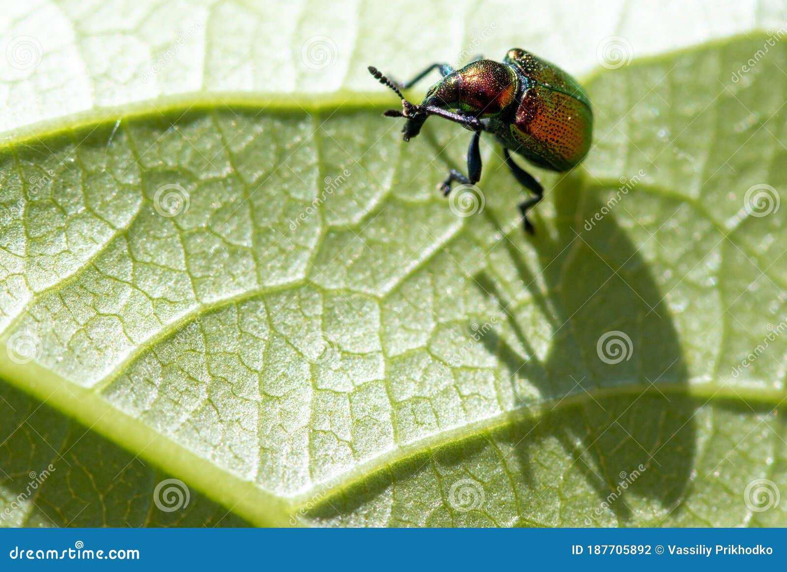 Bug comum foto de stock. Imagem de invertebrado, folha - 187705892
