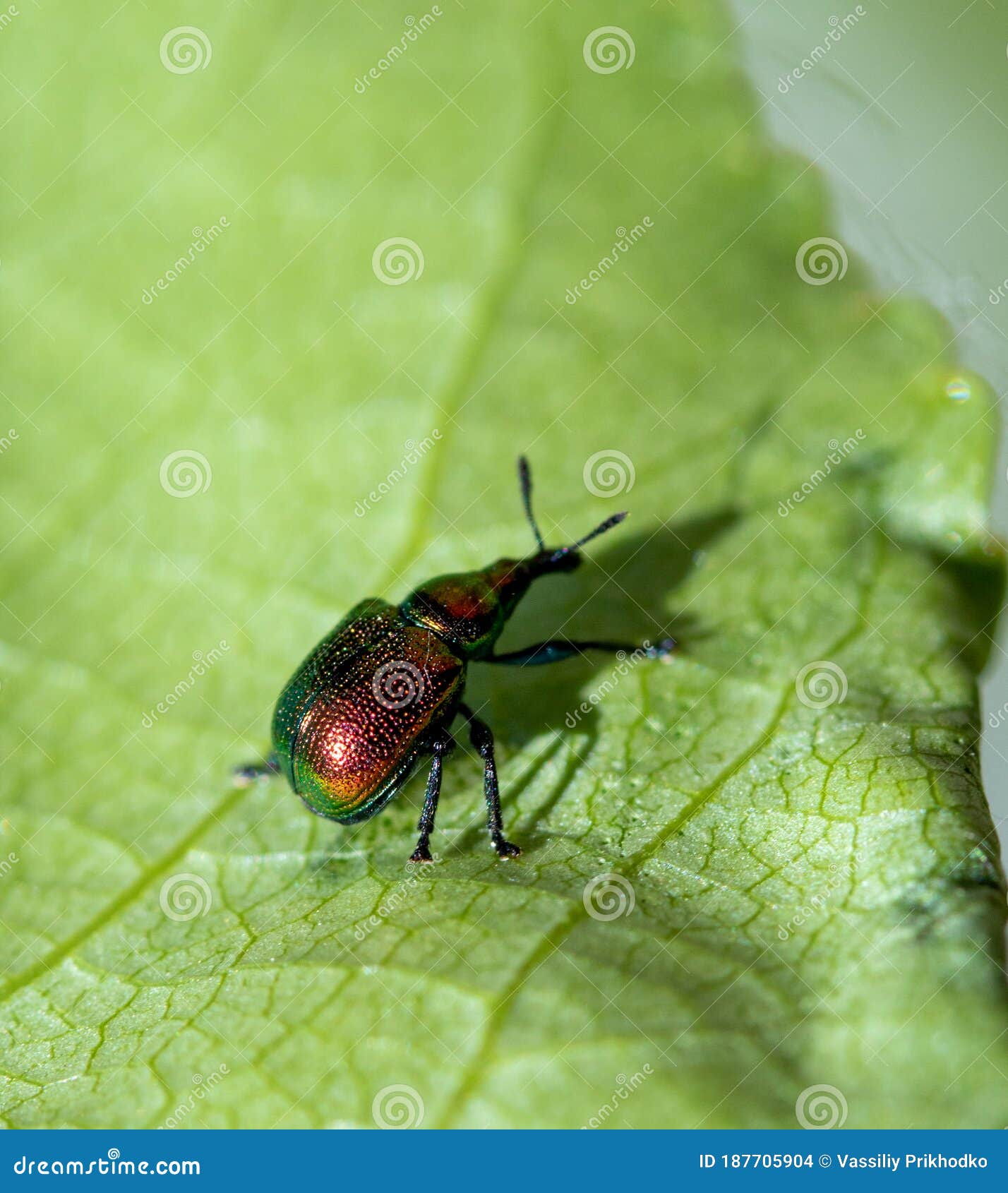 Bug comum foto de stock. Imagem de jardim, preto, besouro - 187705904