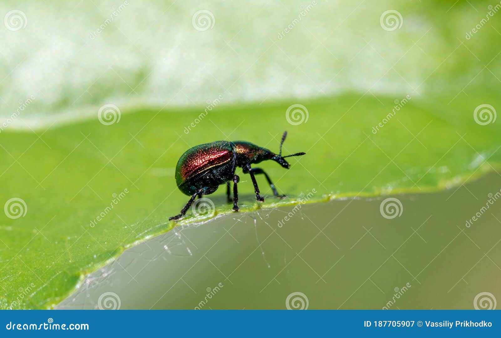 Bug comum imagem de stock. Imagem de praga, fauna, detalhe - 187705907