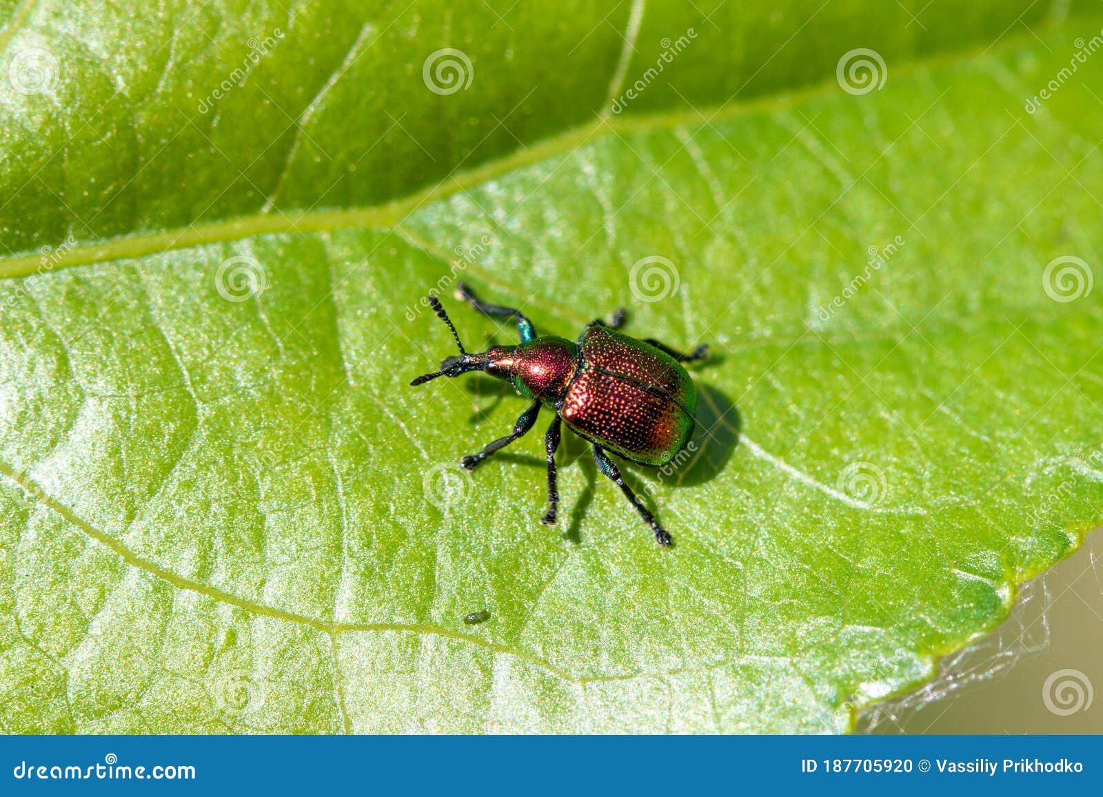 Bug comum foto de stock. Imagem de selvagem, noite, marrom - 187705920