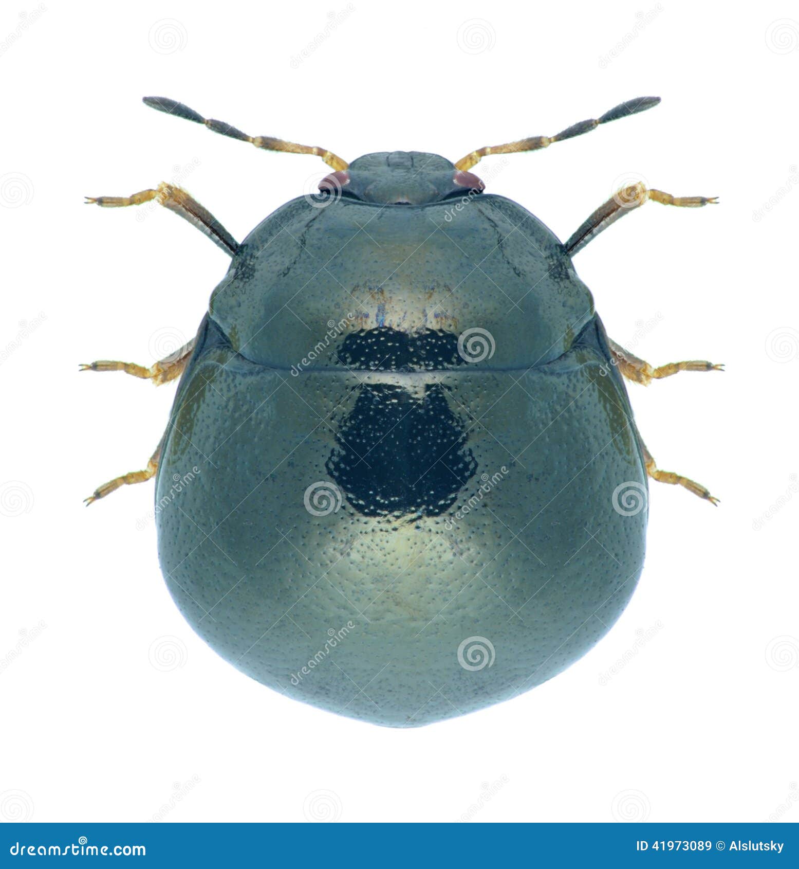 Coptosoma Stock Photos - Free & Royalty-Free Stock Photos from Dreamstime