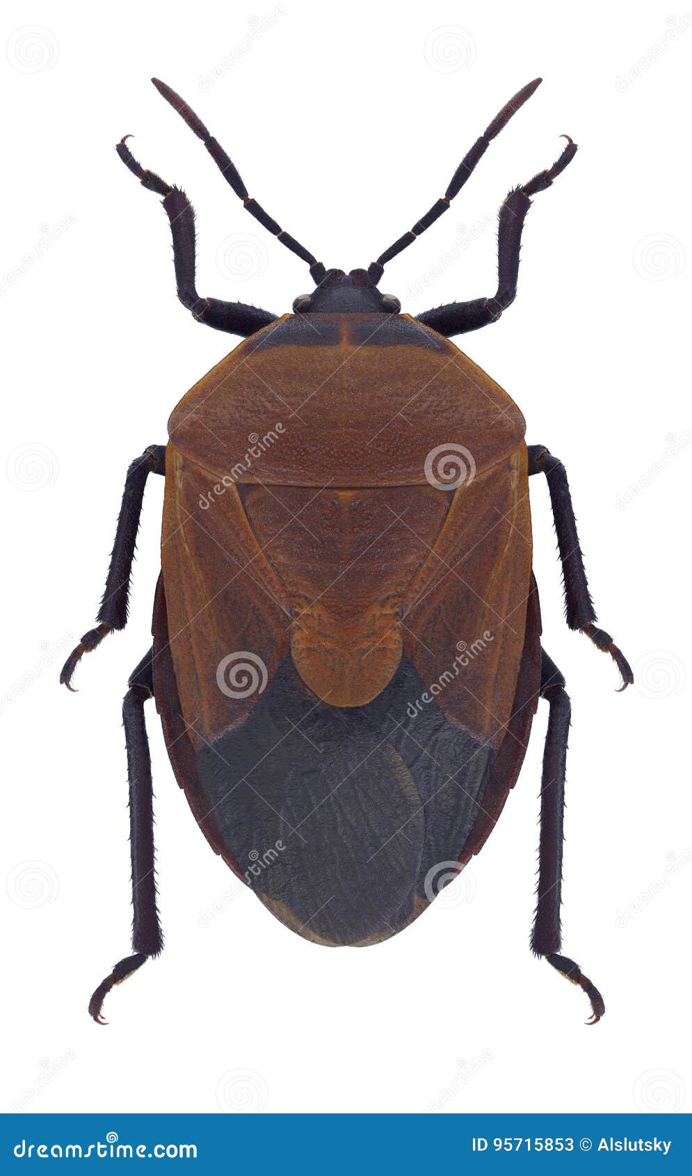 Coridius Viduatus Stock Photos - Free & Royalty-Free Stock Photos from ...