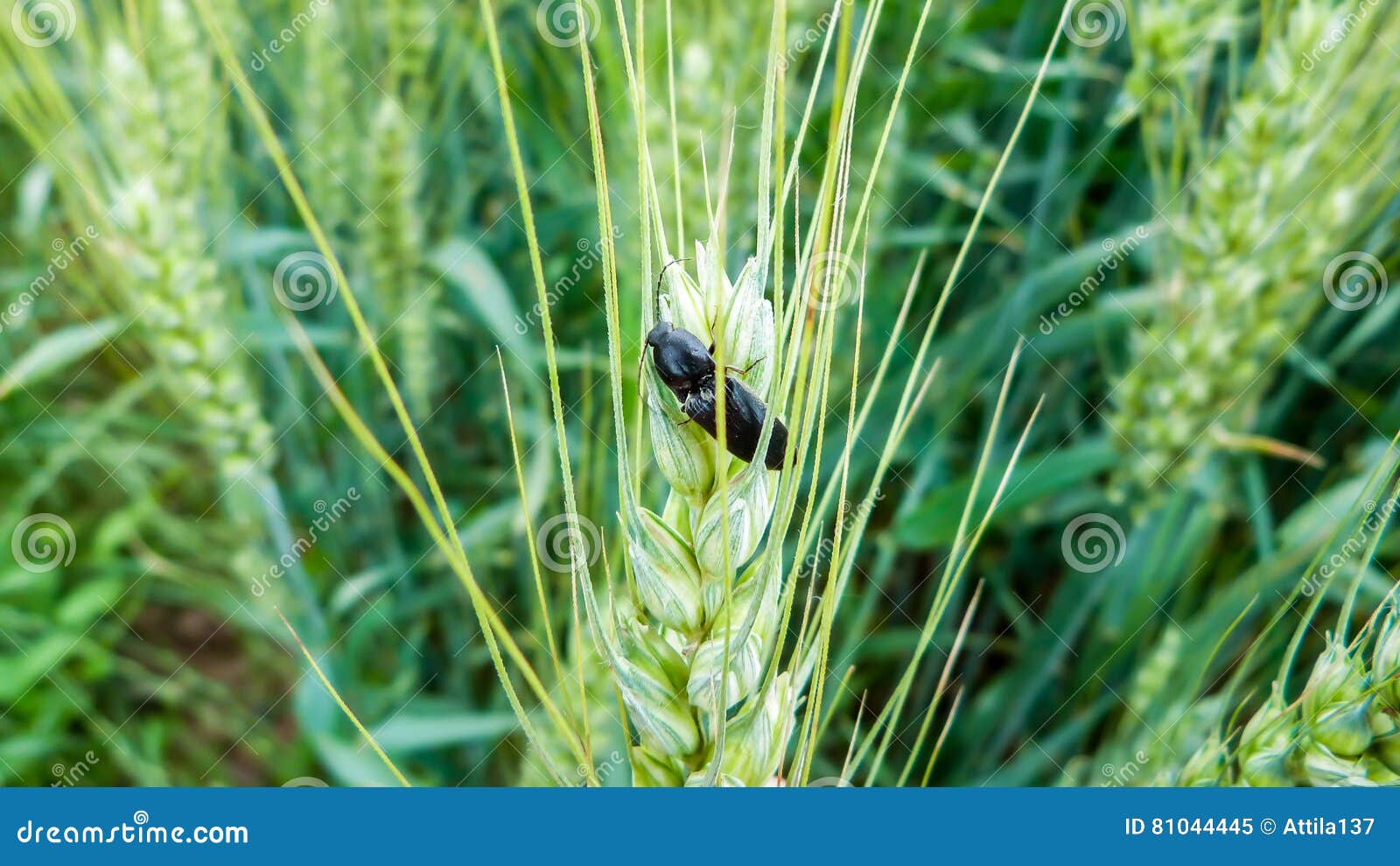 Bug Broscus Stock Photos - Free & Royalty-Free Stock Photos from Dreamstime