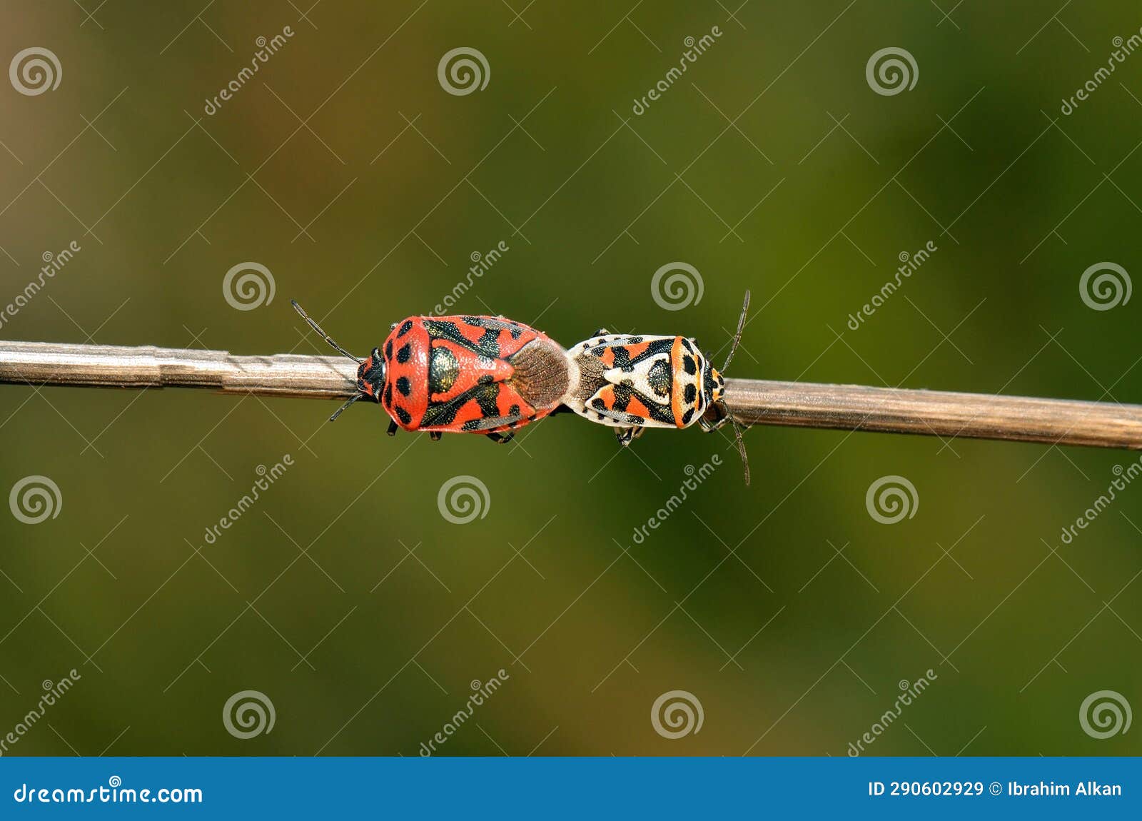 A bug couple on a branch stock image. Image of leaf - 290602929