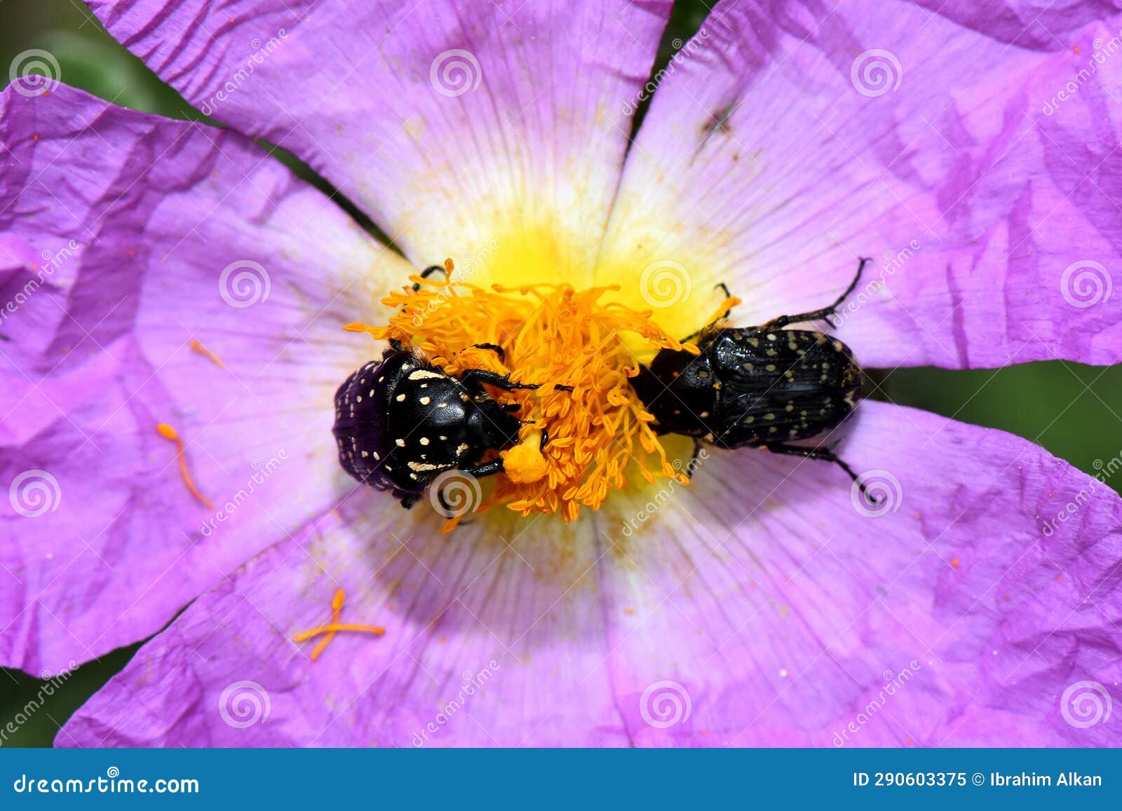 A Bug Couple on a Pink Flower Stock Image - Image of pink, arthropod ...