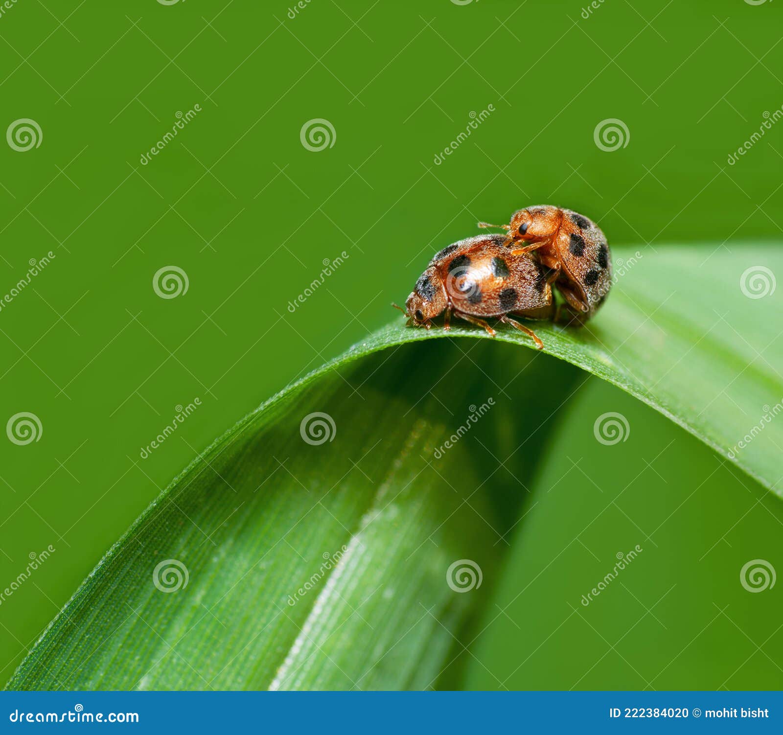 Bug couple stock photo. Image of green, buglife, insect - 222384020