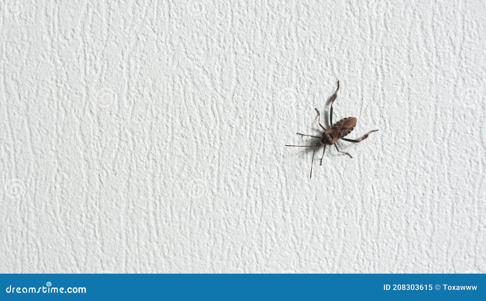 Bug crawling on rough wall stock video. Video of beetle - 208303615