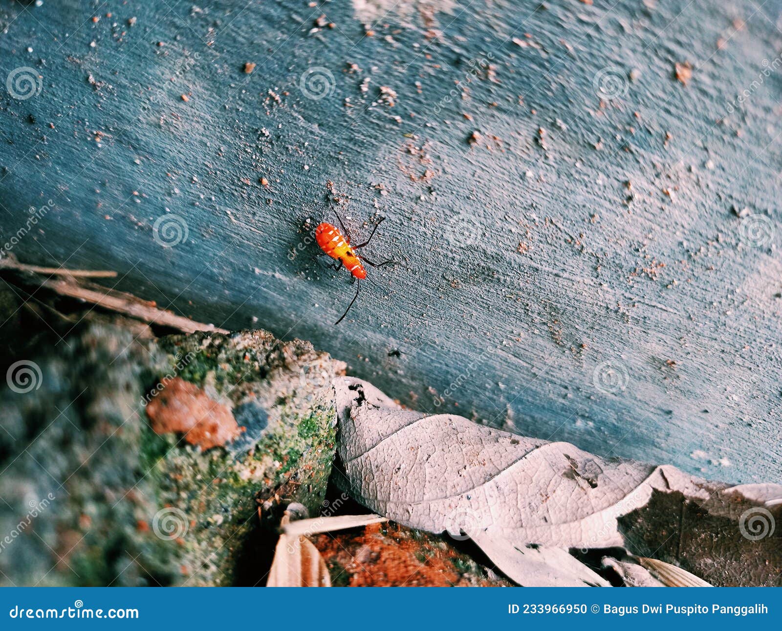 Bug creeping in the wall stock photo. Image of rock - 233966950