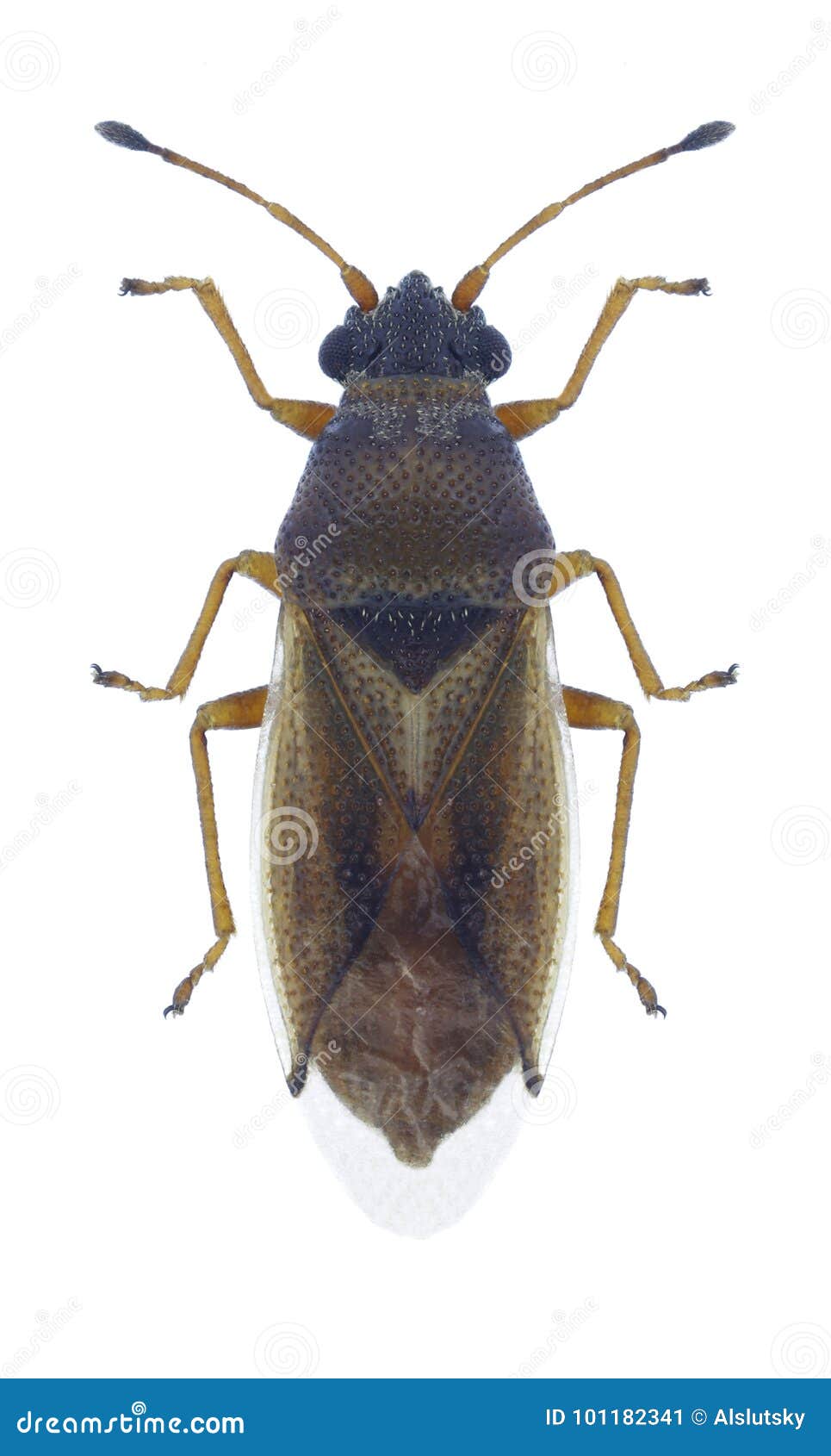 Bug Cymus Glandicolor Stock Photos - Free & Royalty-Free Stock Photos ...