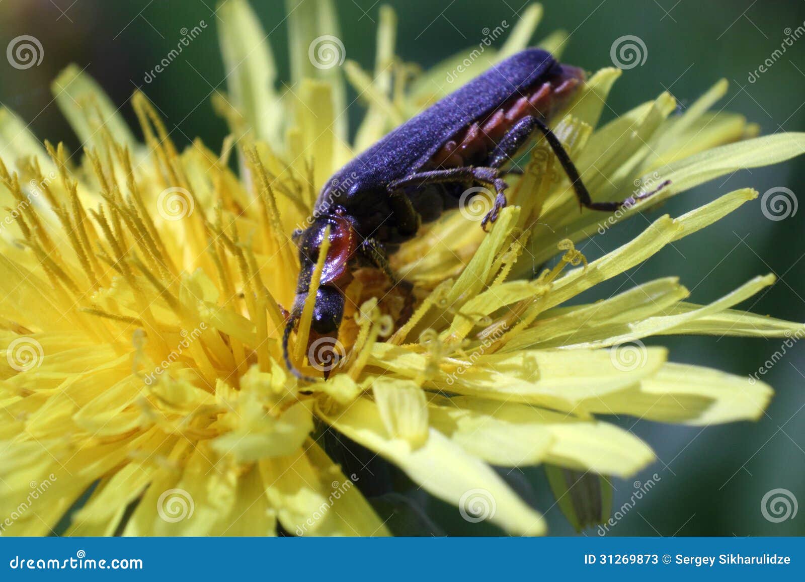 A Bug on the Dandelion Macro Photo Stock Image - Image of animal ...
