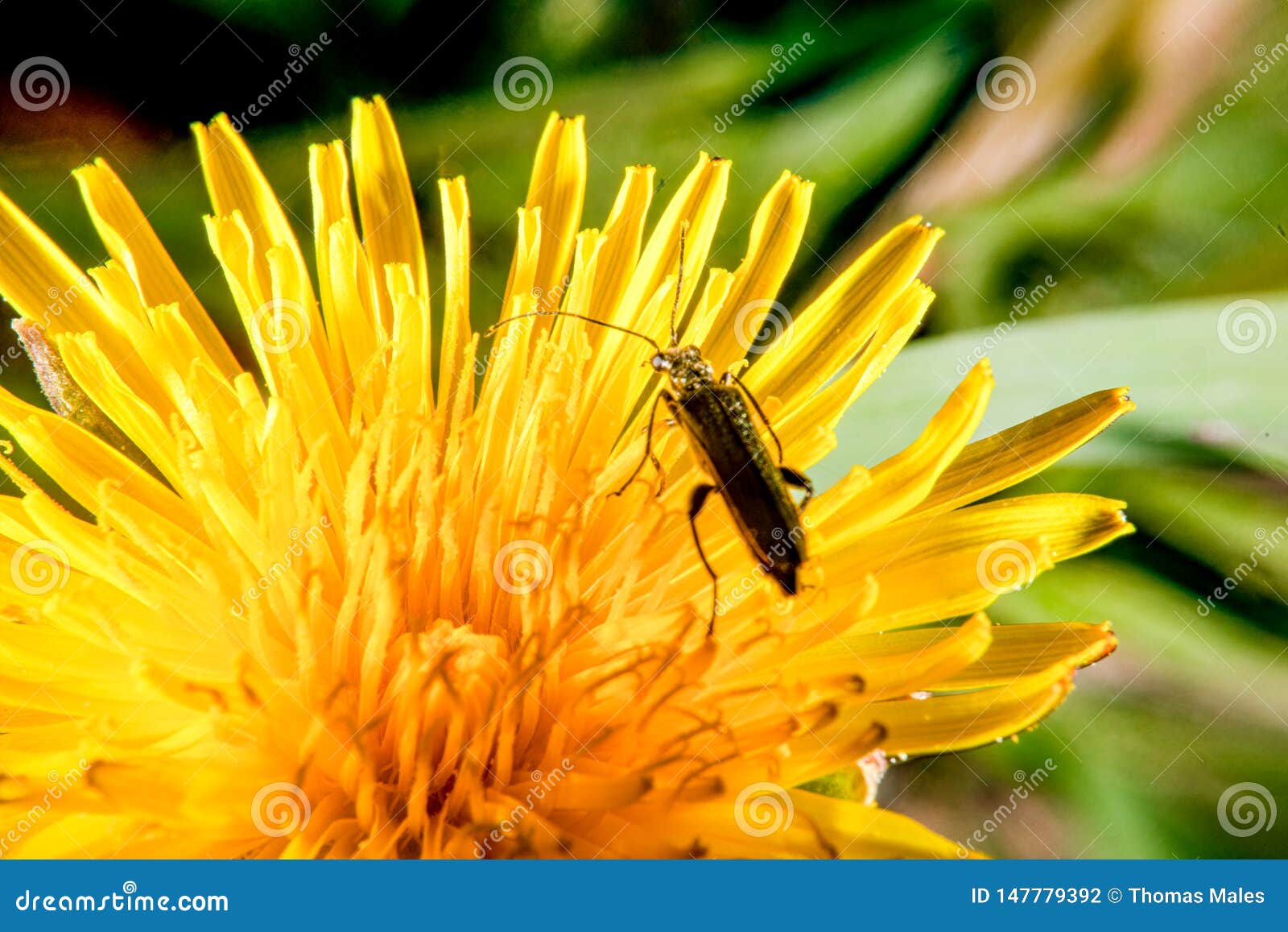 Bug on a dandelion stock illustration. Illustration of danger - 147779392