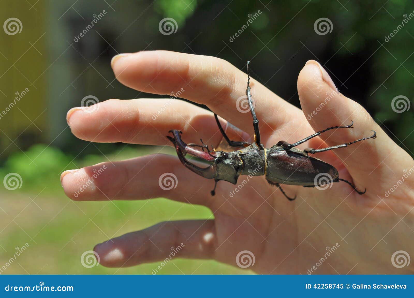 Bug deer stock image. Image of hand, macro, closeup, living - 42258745