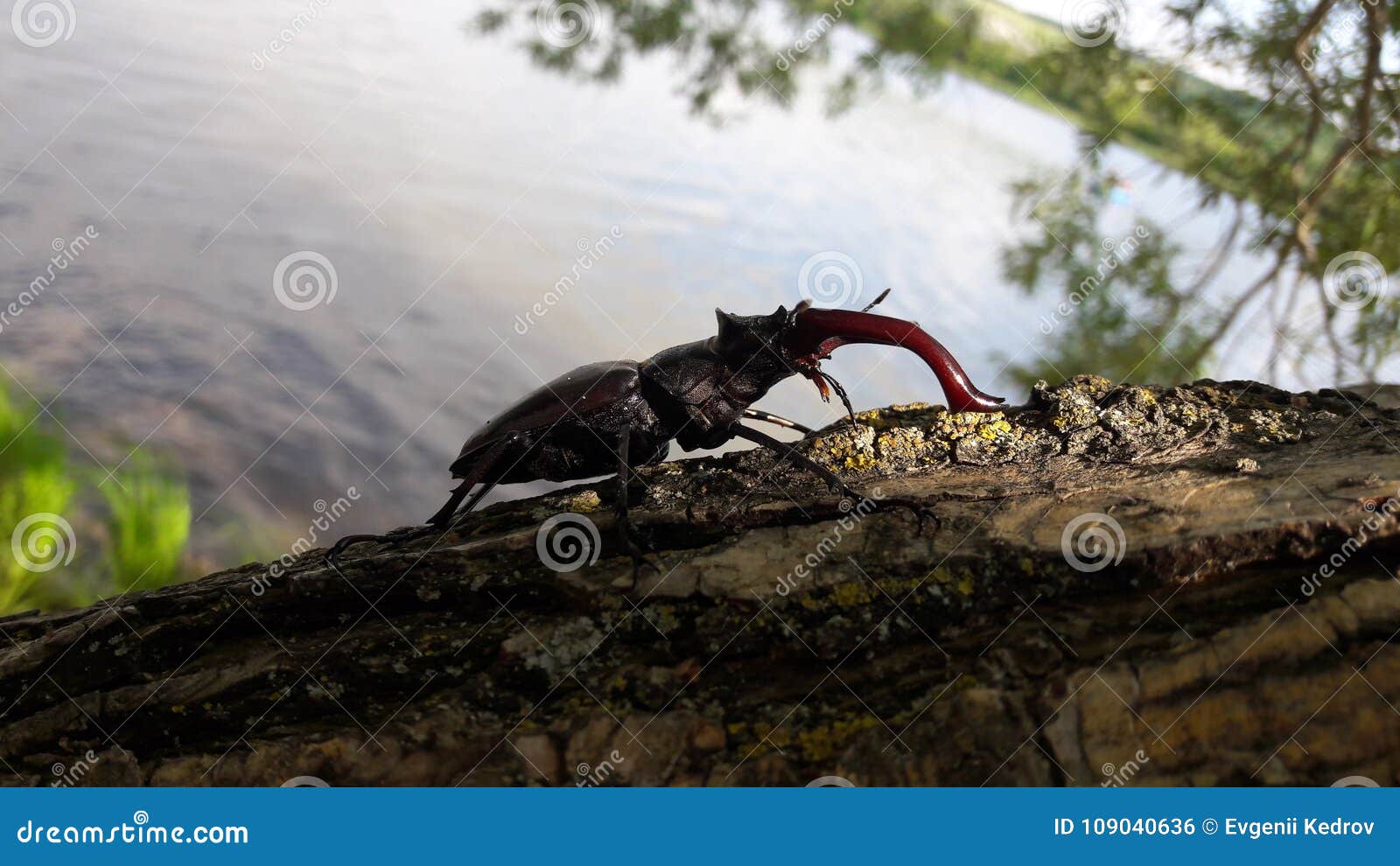 The bug on tree stock photo. Image of tree, insect, nature - 109040636