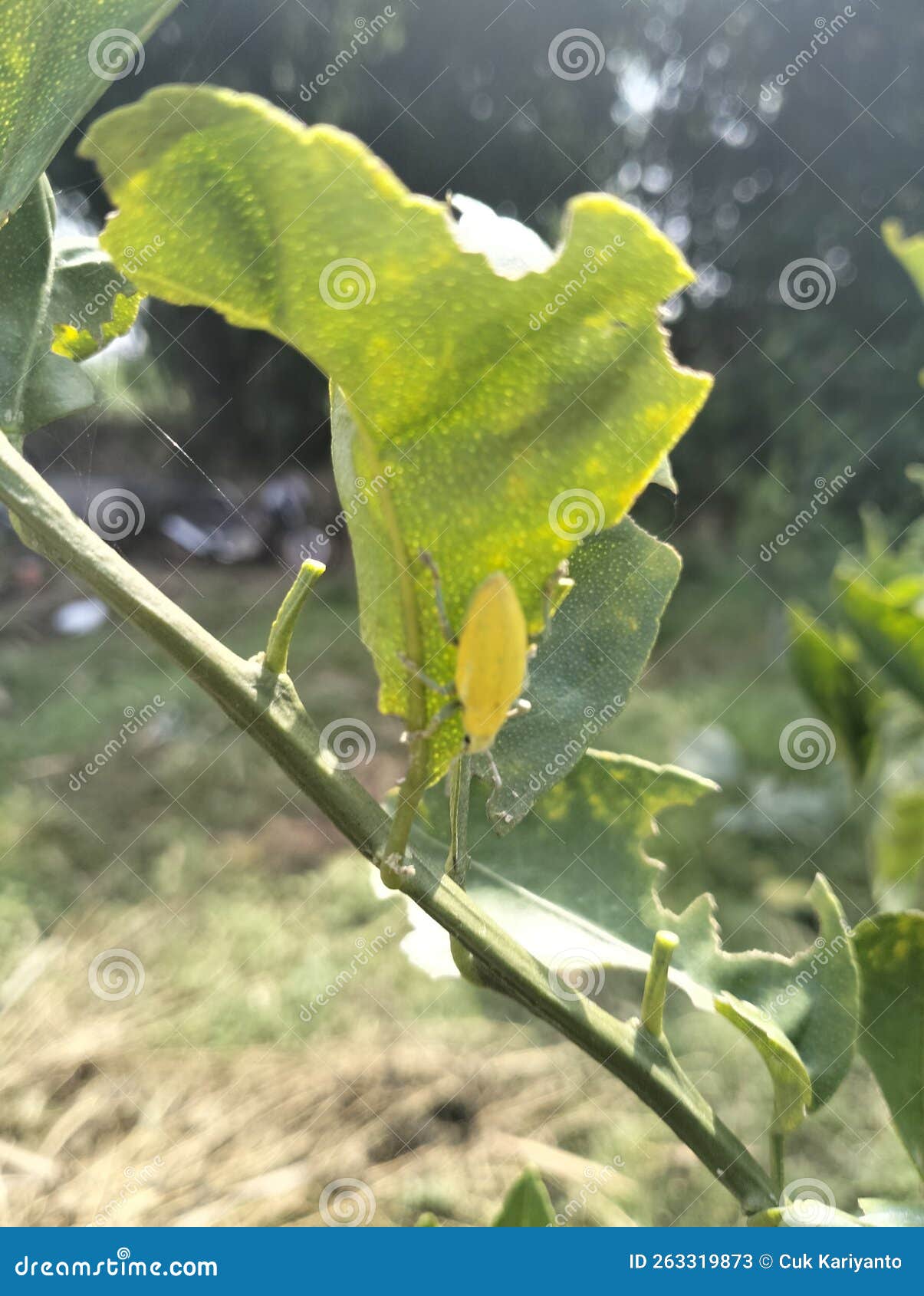 Bug destroy orange tree stock image. Image of nursery - 263319873